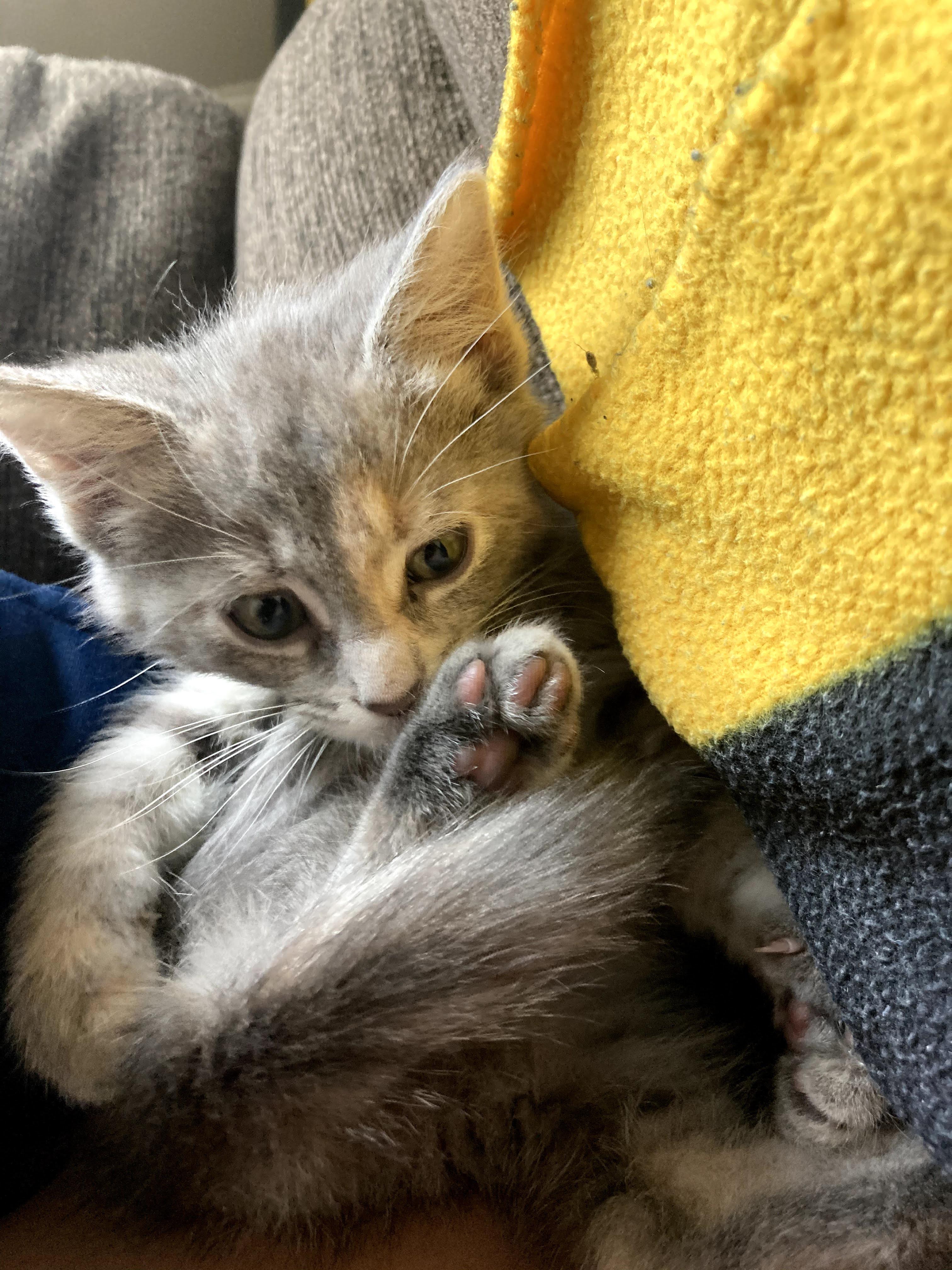 Smokey and her little toe beans! | Scrolller