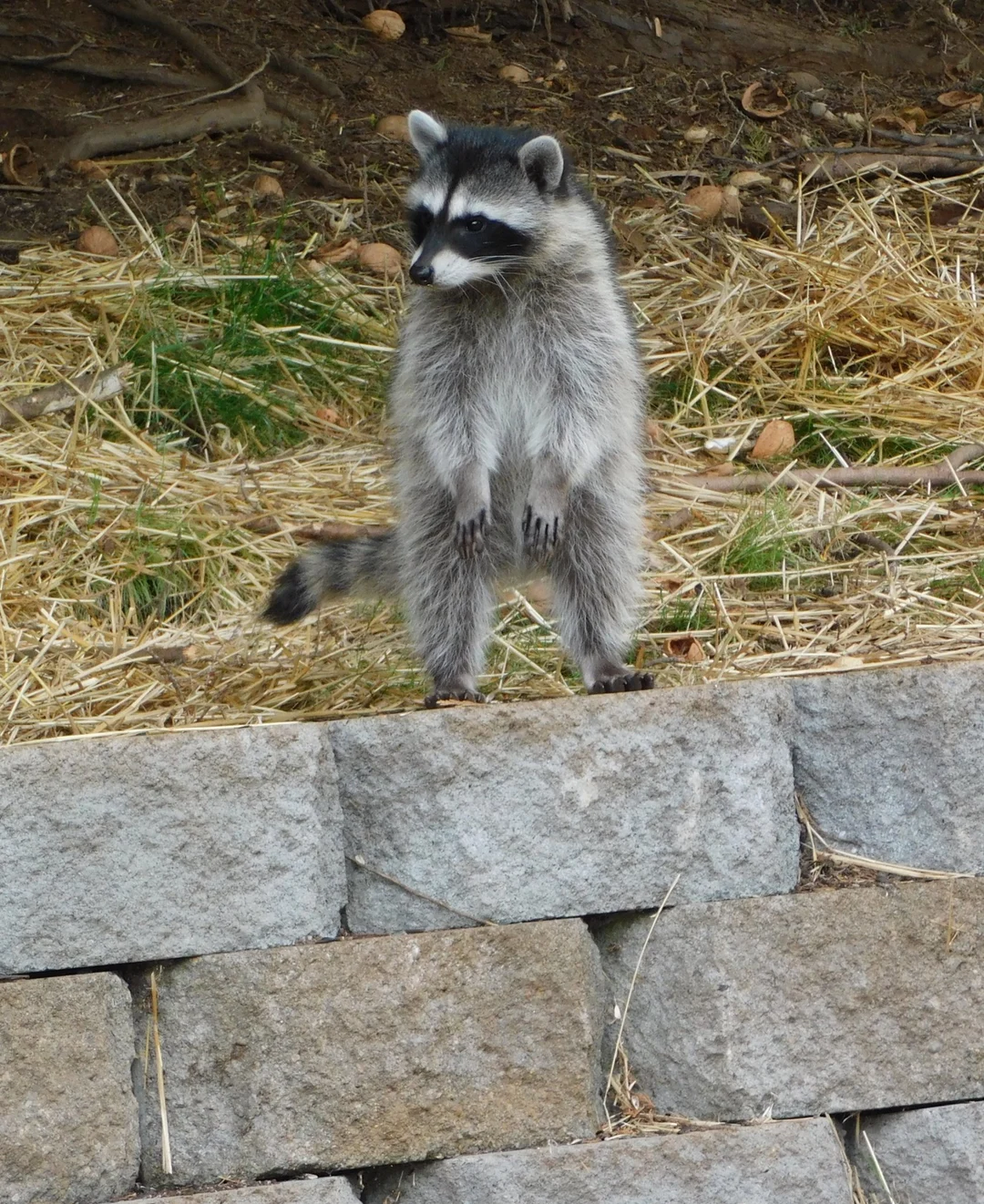 A rare daytime appearance. | Scrolller