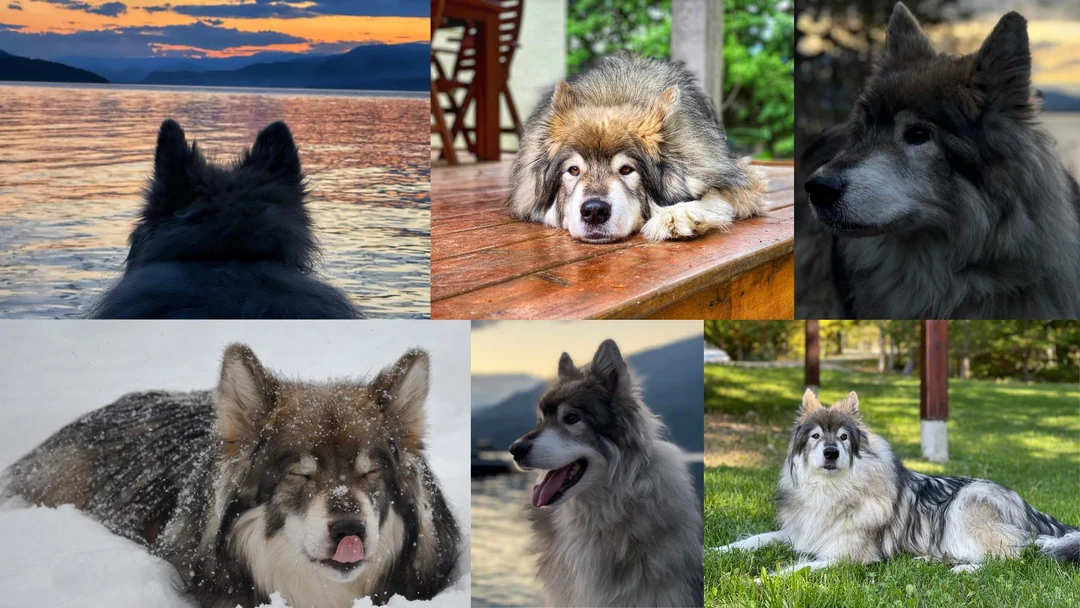 Timber Crossed the Rainbow Bridge | Scrolller