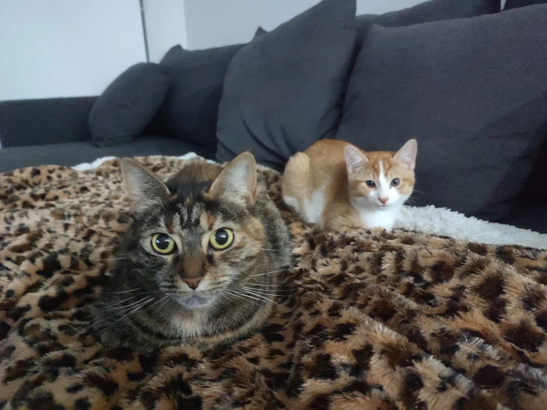 Discover more like Catloaf: Double loaf and Related Content | Scrolller