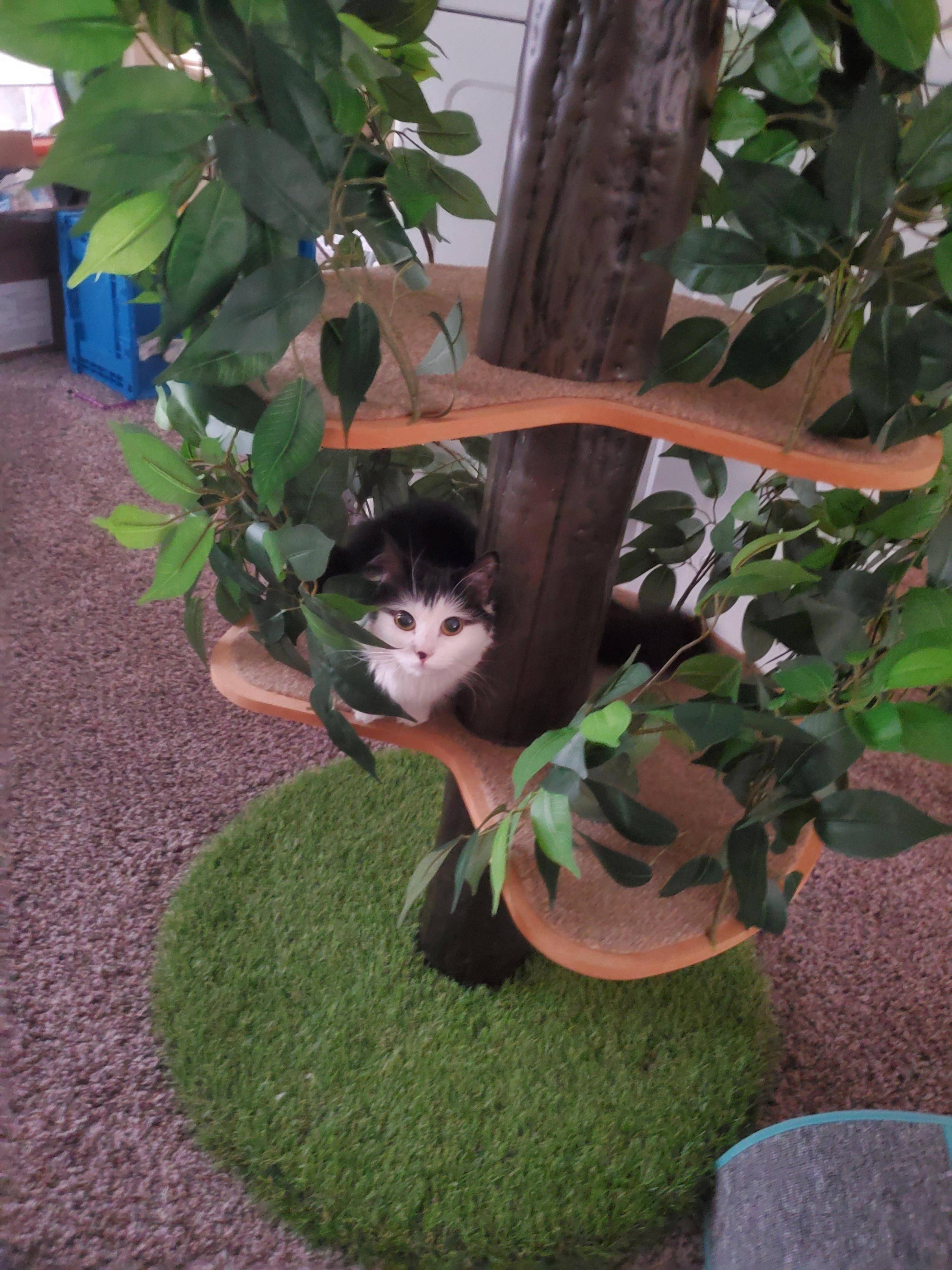 The huntress stalks her prey | Scrolller