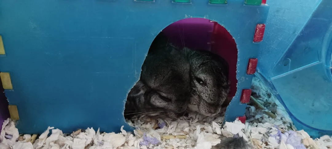 Finally Success!!, after many attempts and againts all odds they finally like each other and are ...