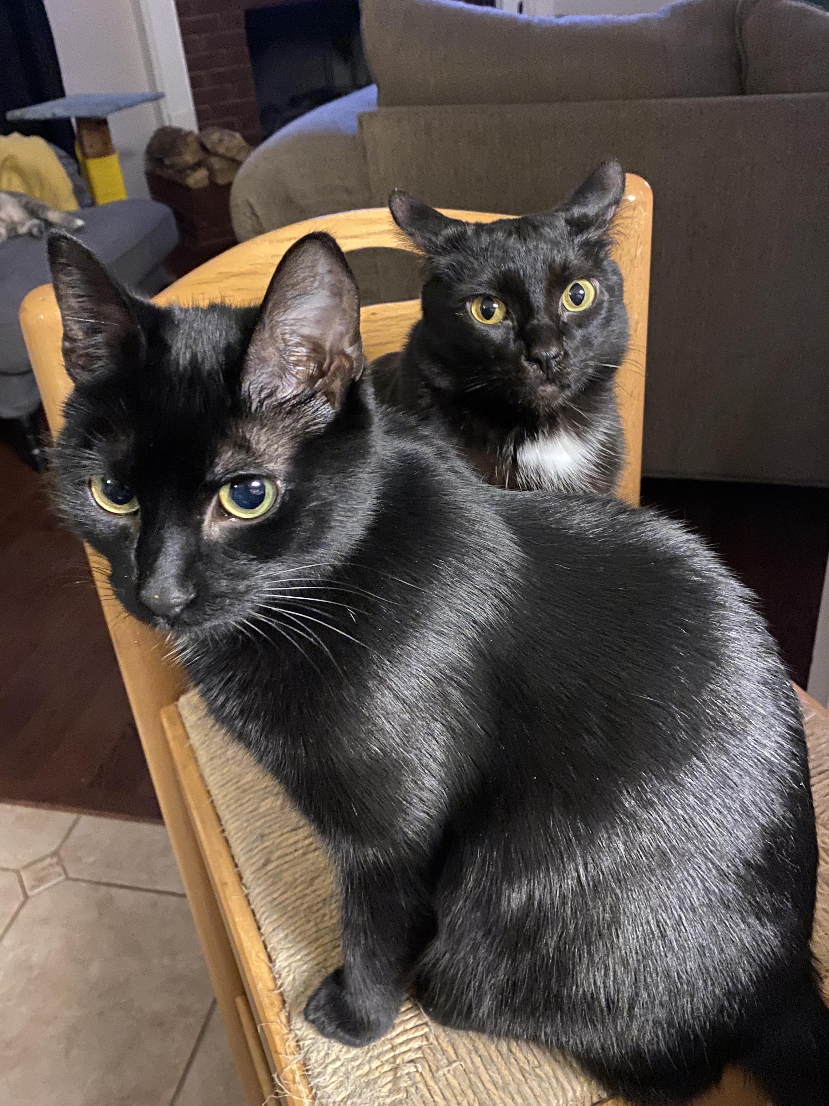 Beast and Binx the best kitties are void kitties. | Scrolller