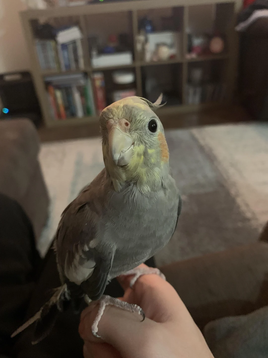 Milo told me to tell you that he says hi | Scrolller