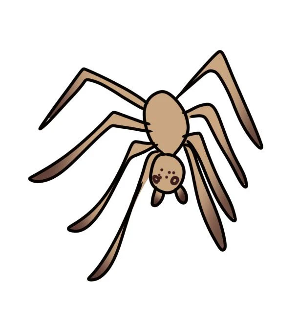 Spider identification help? | Scrolller