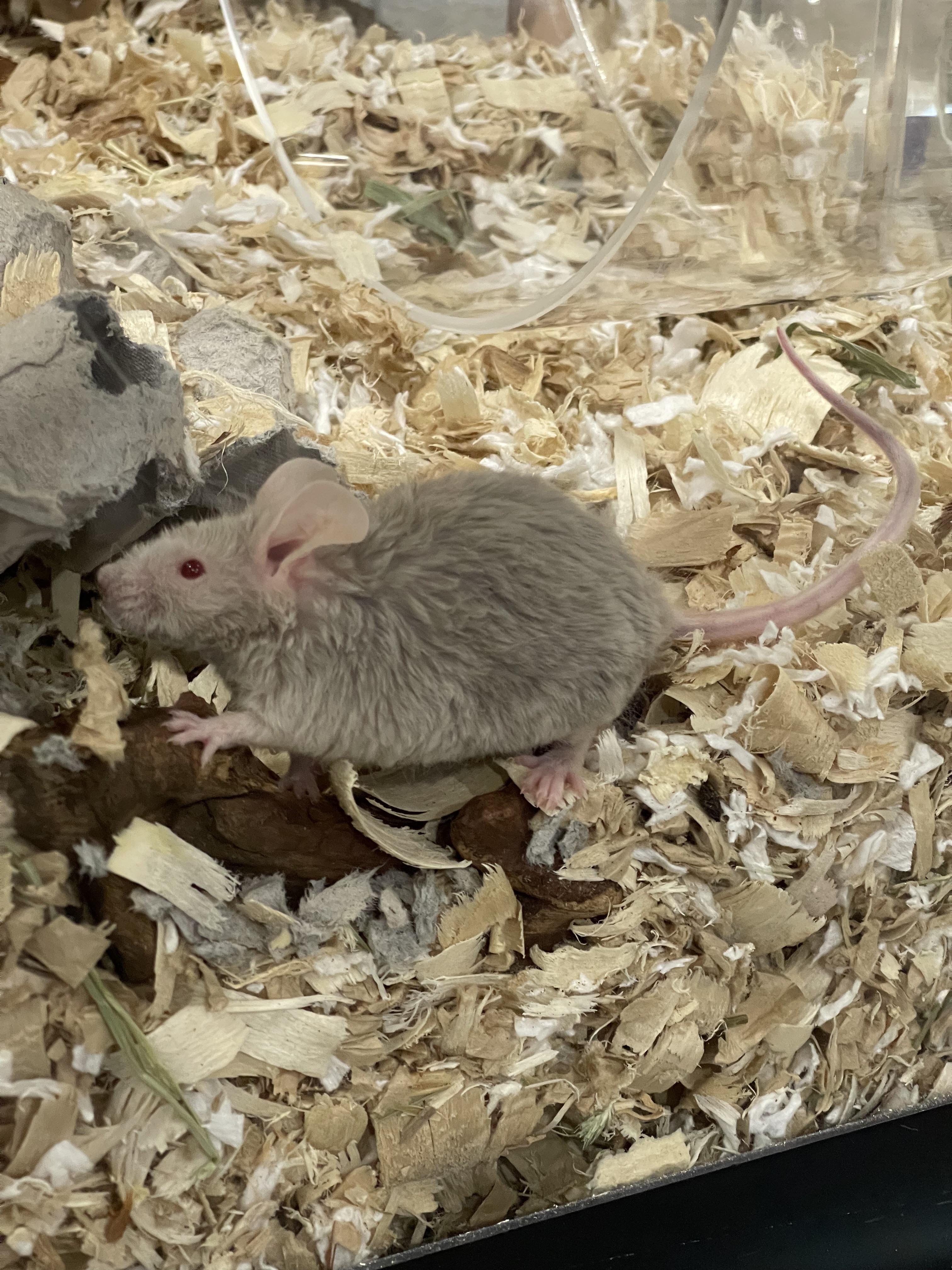 Advice on bonding with a traumatized mouse? Story in the comments | Scrolller