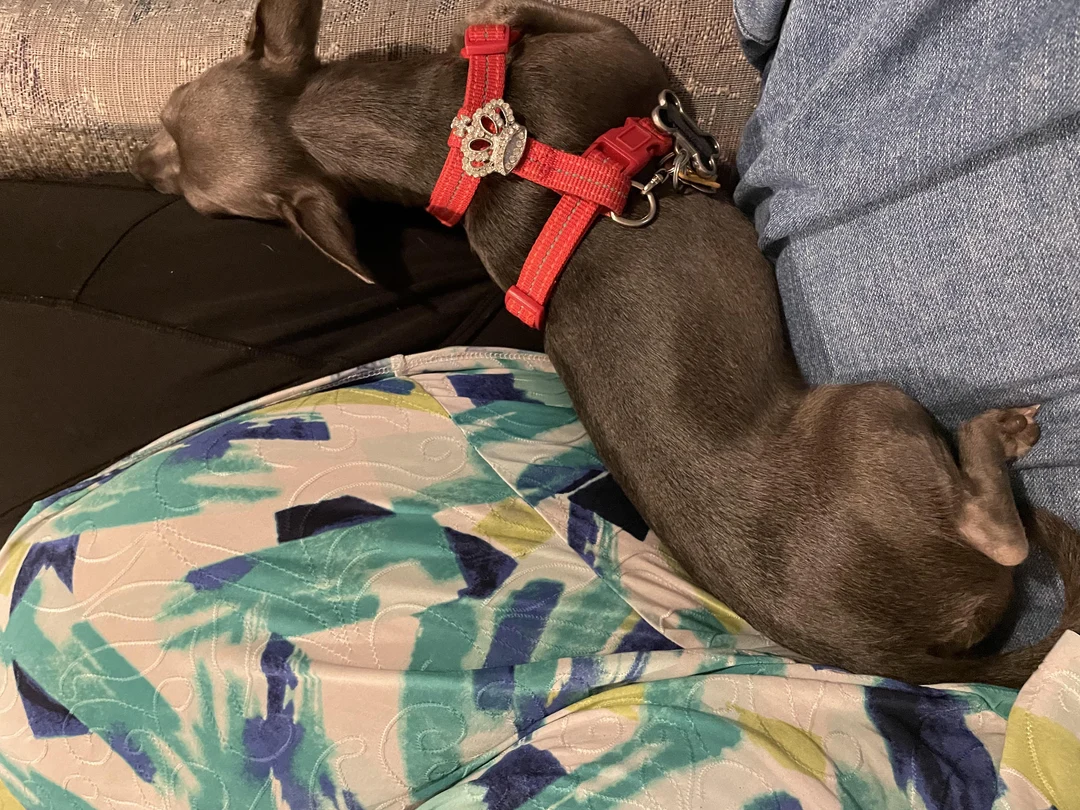 Dog can’t decide who she wants to cuddle with when mummy and daddy are cuddling. | Scrolller