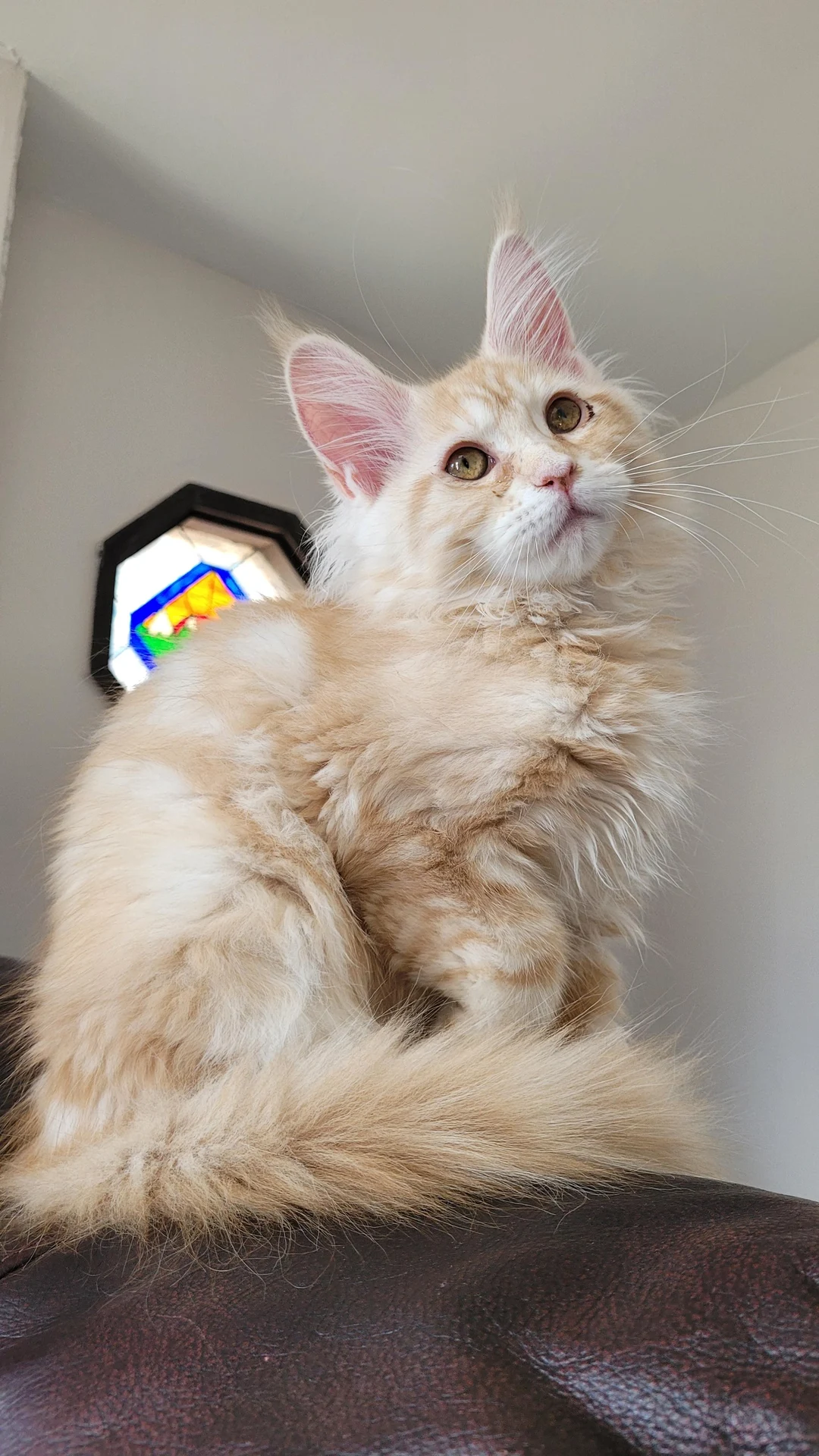 This is Flapjack, he's very handsome | Scrolller