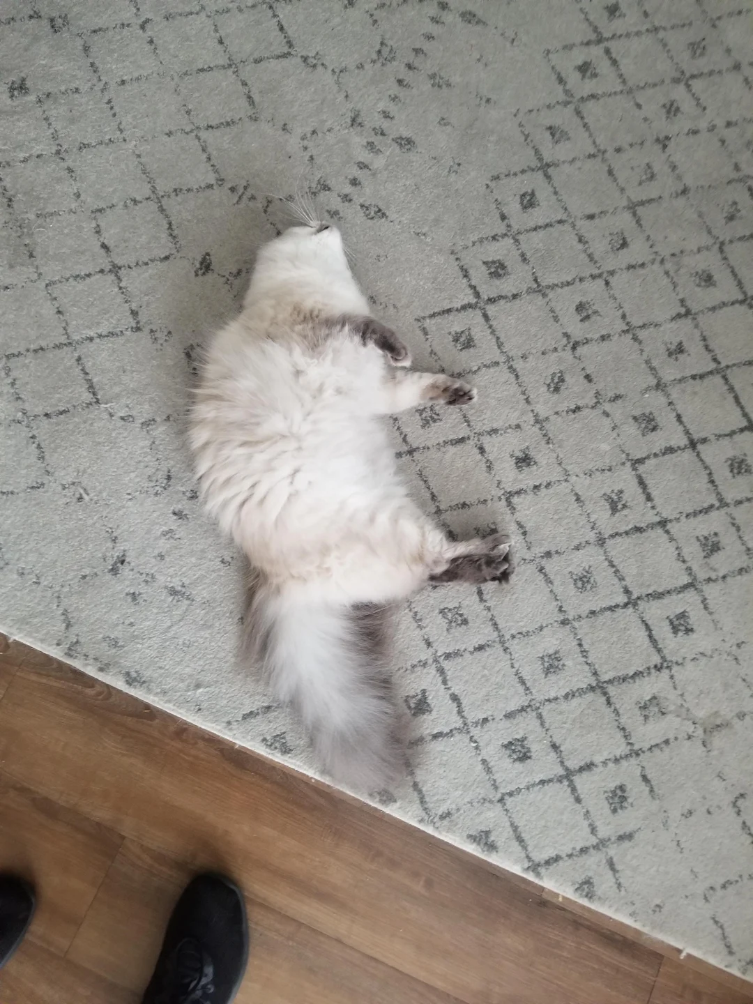 vanilla! | Scrolller