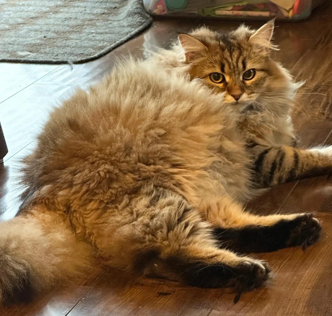 Pretty sure she got electrocuted but nope just getting harassed by her brother | Scrolller