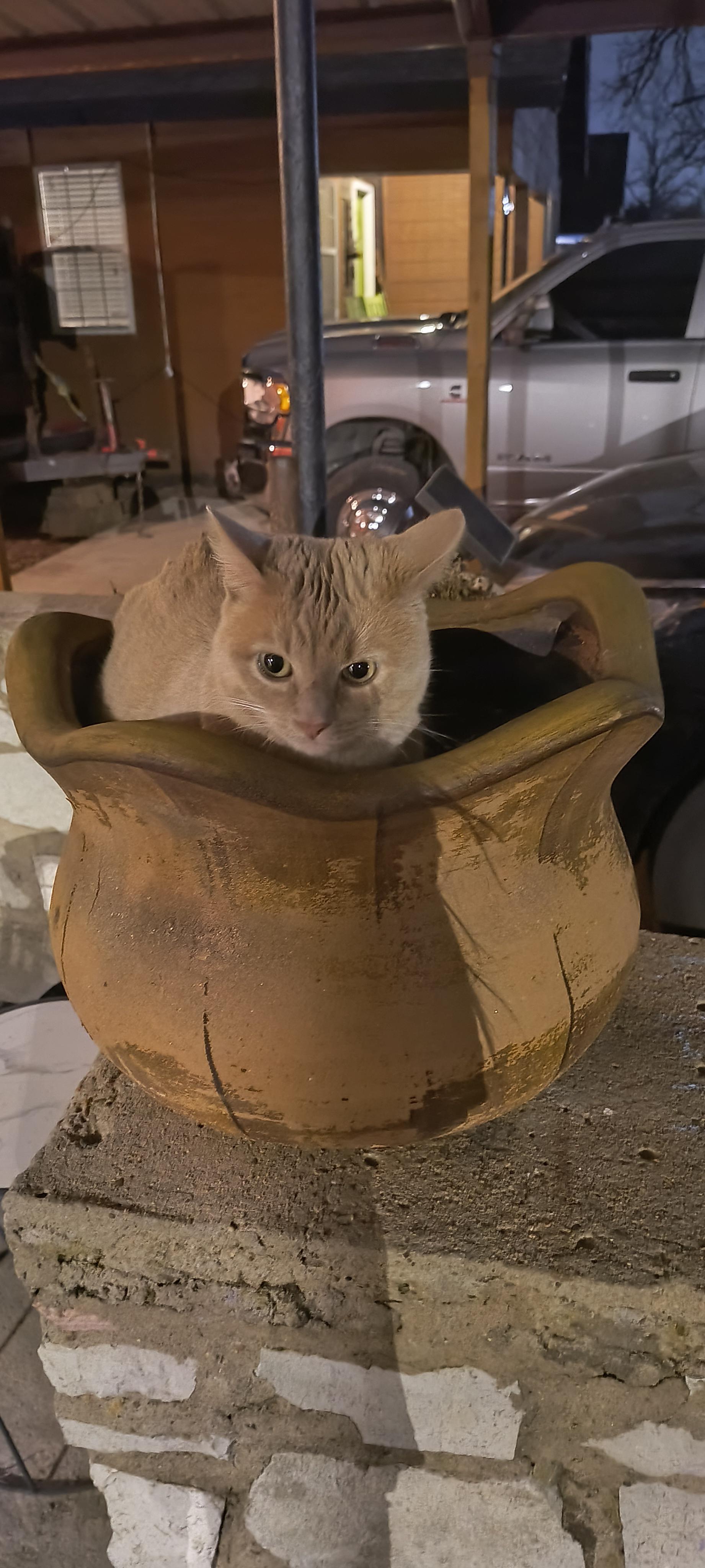 Plant ID | Scrolller