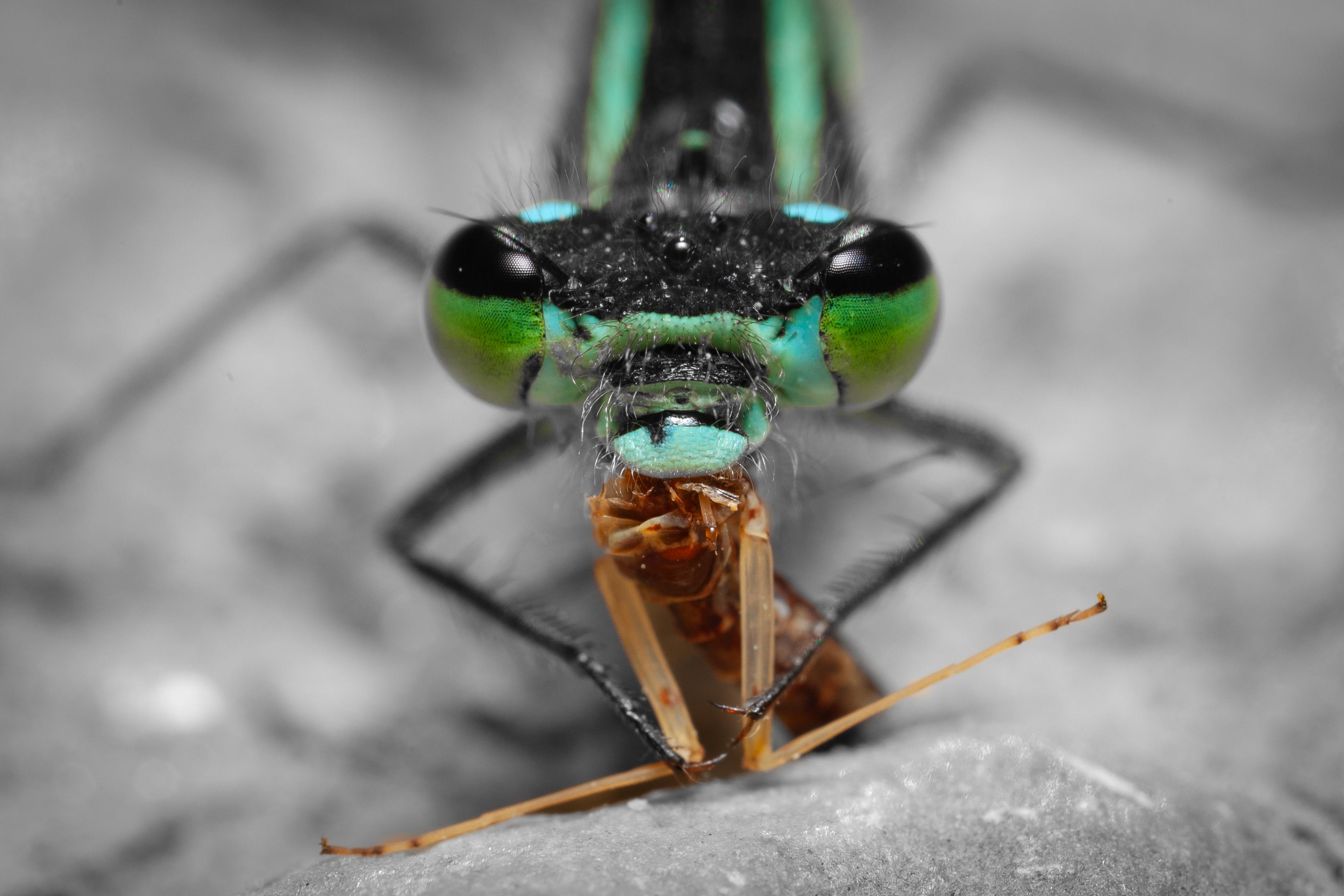 A gorgeous Damselfly devouring it's prey 2:1 Macro | Scrolller