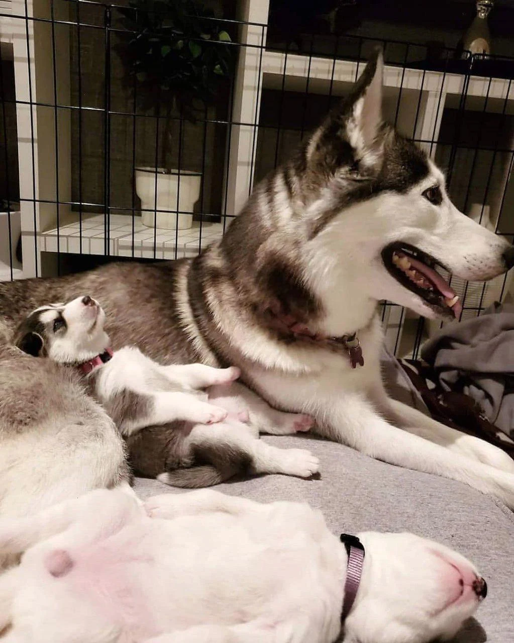 Our husky family 🥰 | Scrolller
