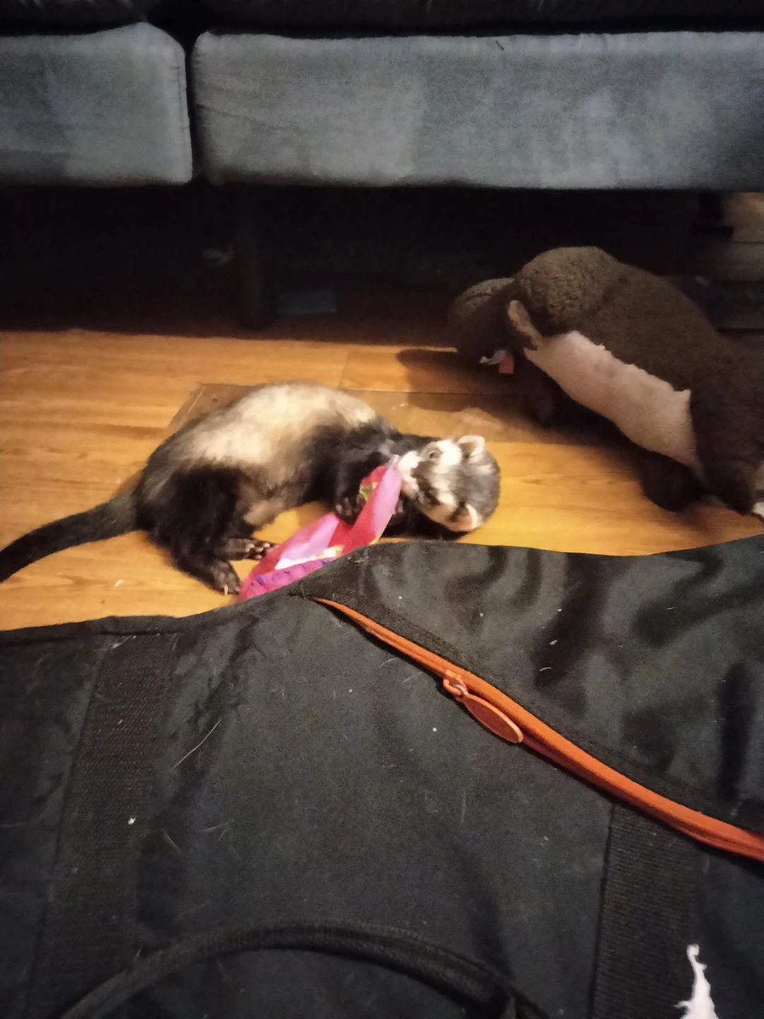 das Ferret | Scrolller