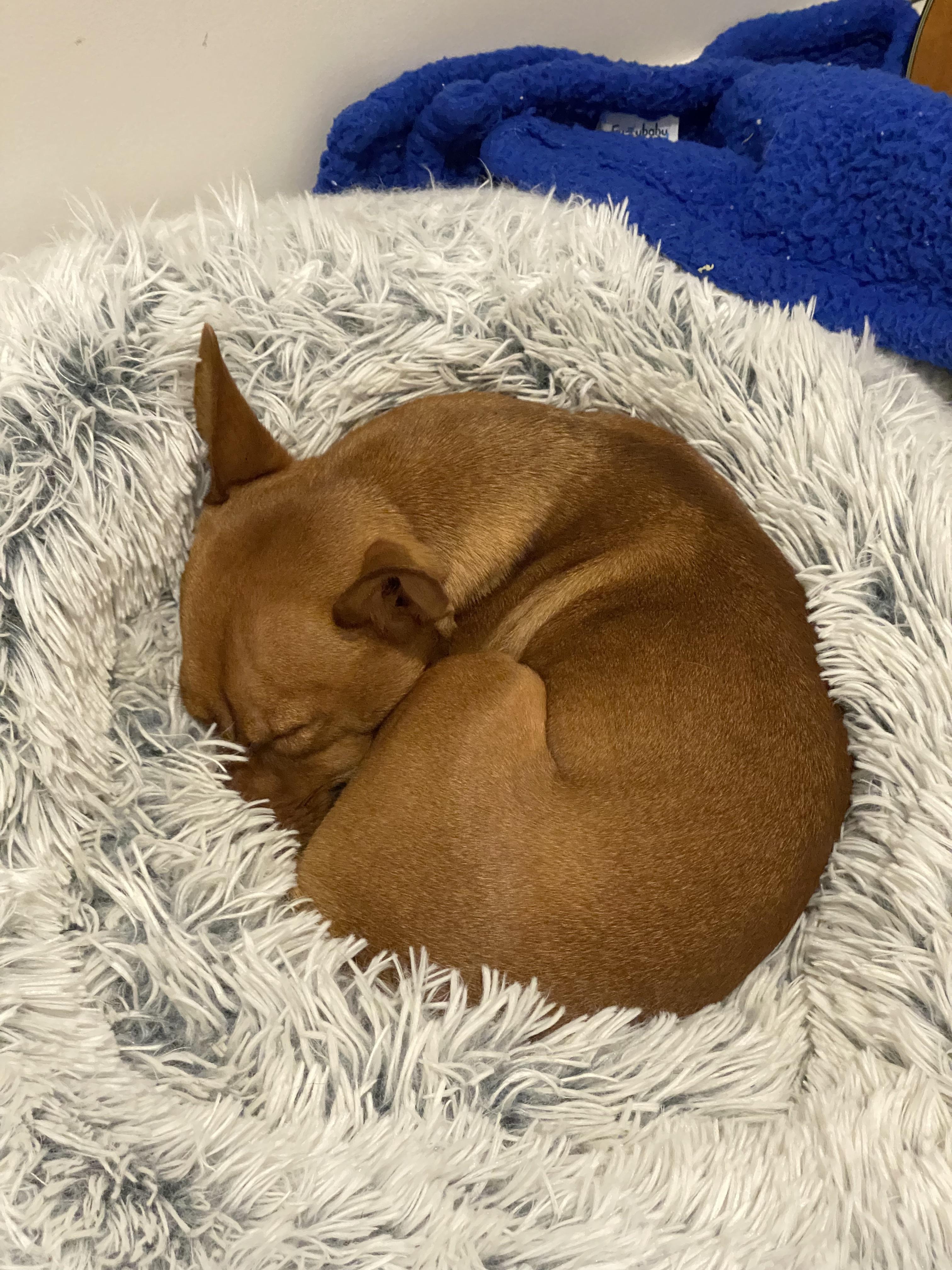 Discover more like Chihuahua: Some of y’all were asking for pics so here ya go. 33% Pit Bull ...