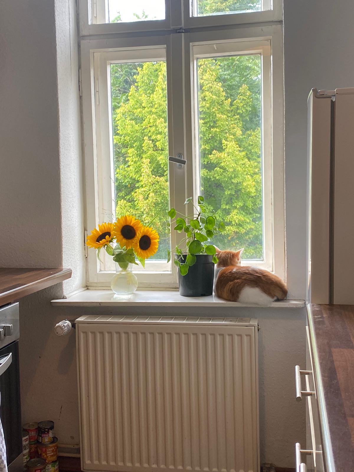 My little prince | Scrolller