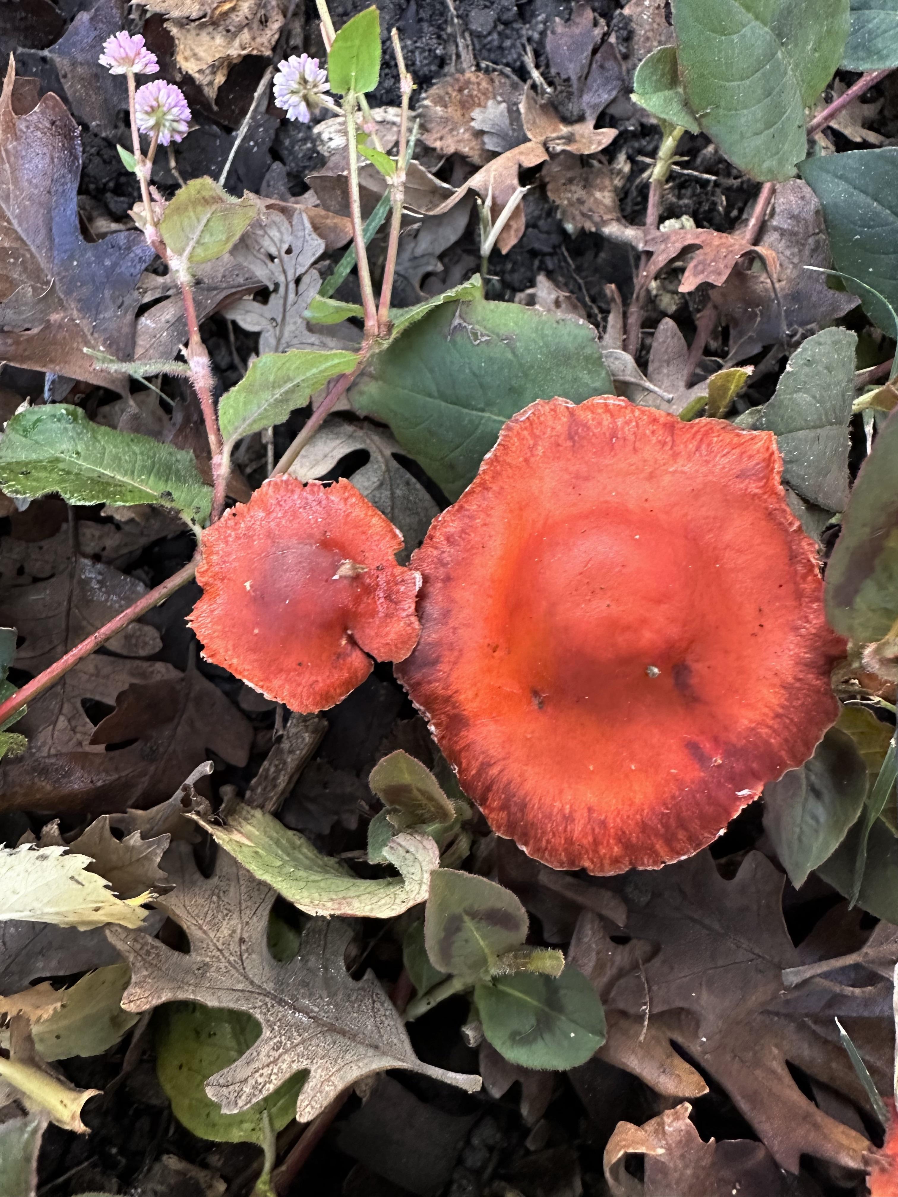 Can anyone identify this mushroom? | Scrolller
