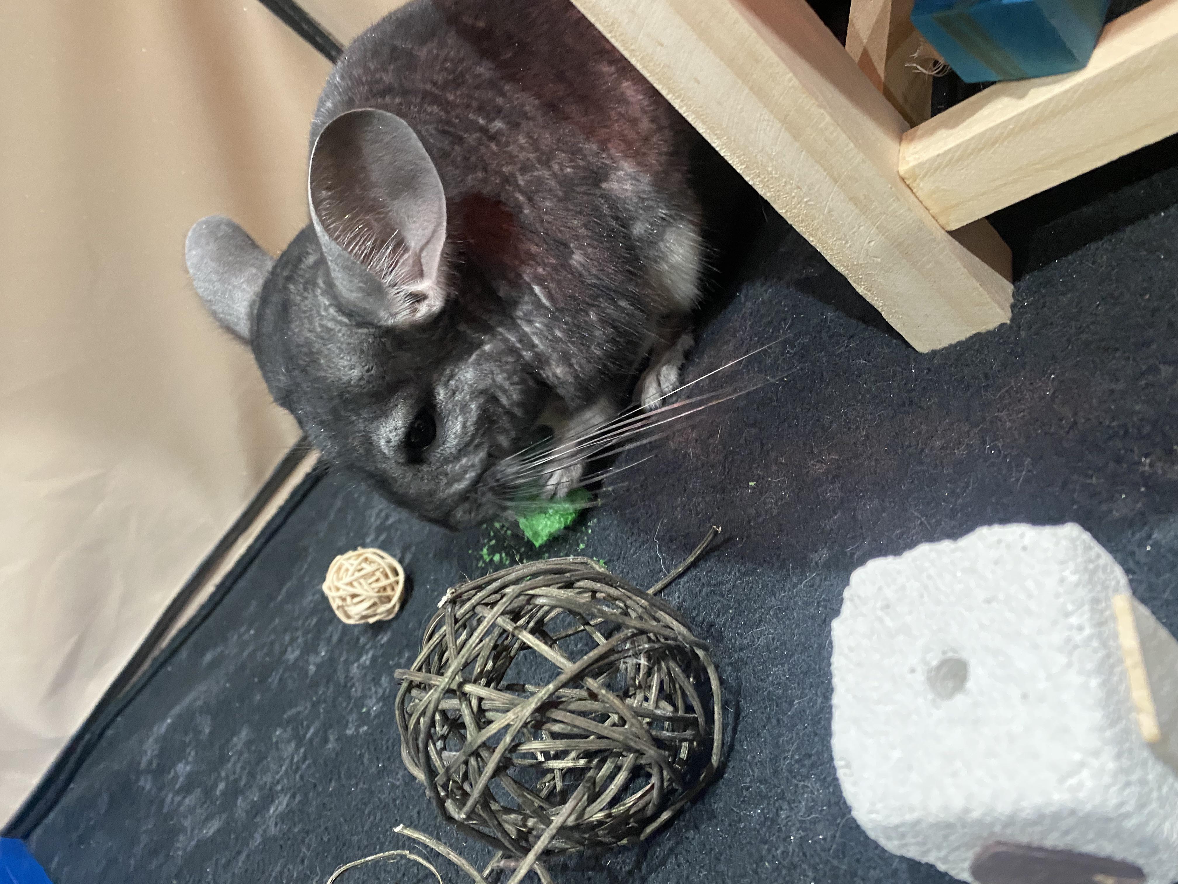 Seattle chinchilla is finally home! | Scrolller