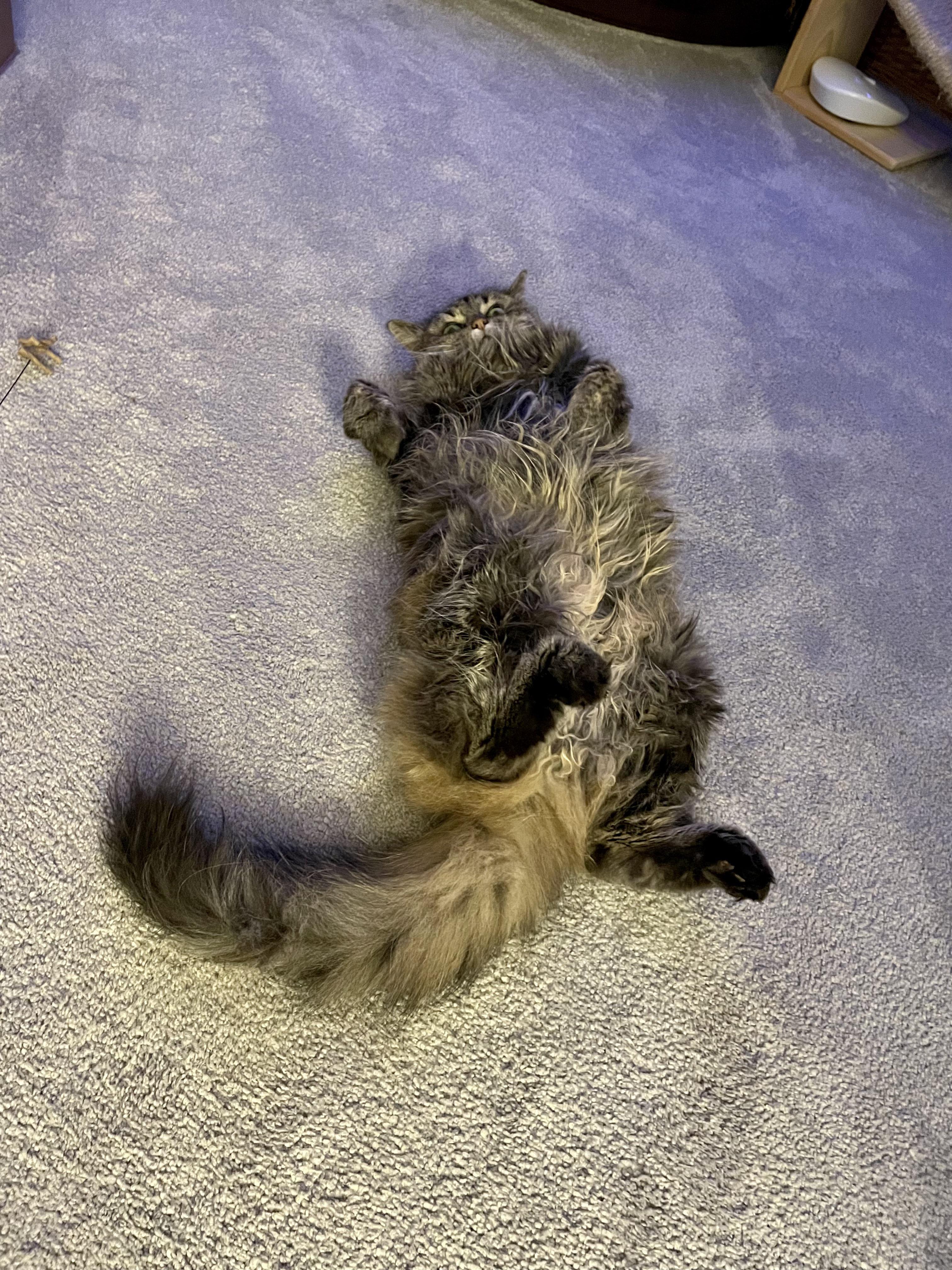 Enchanted feather duster?? | Scrolller