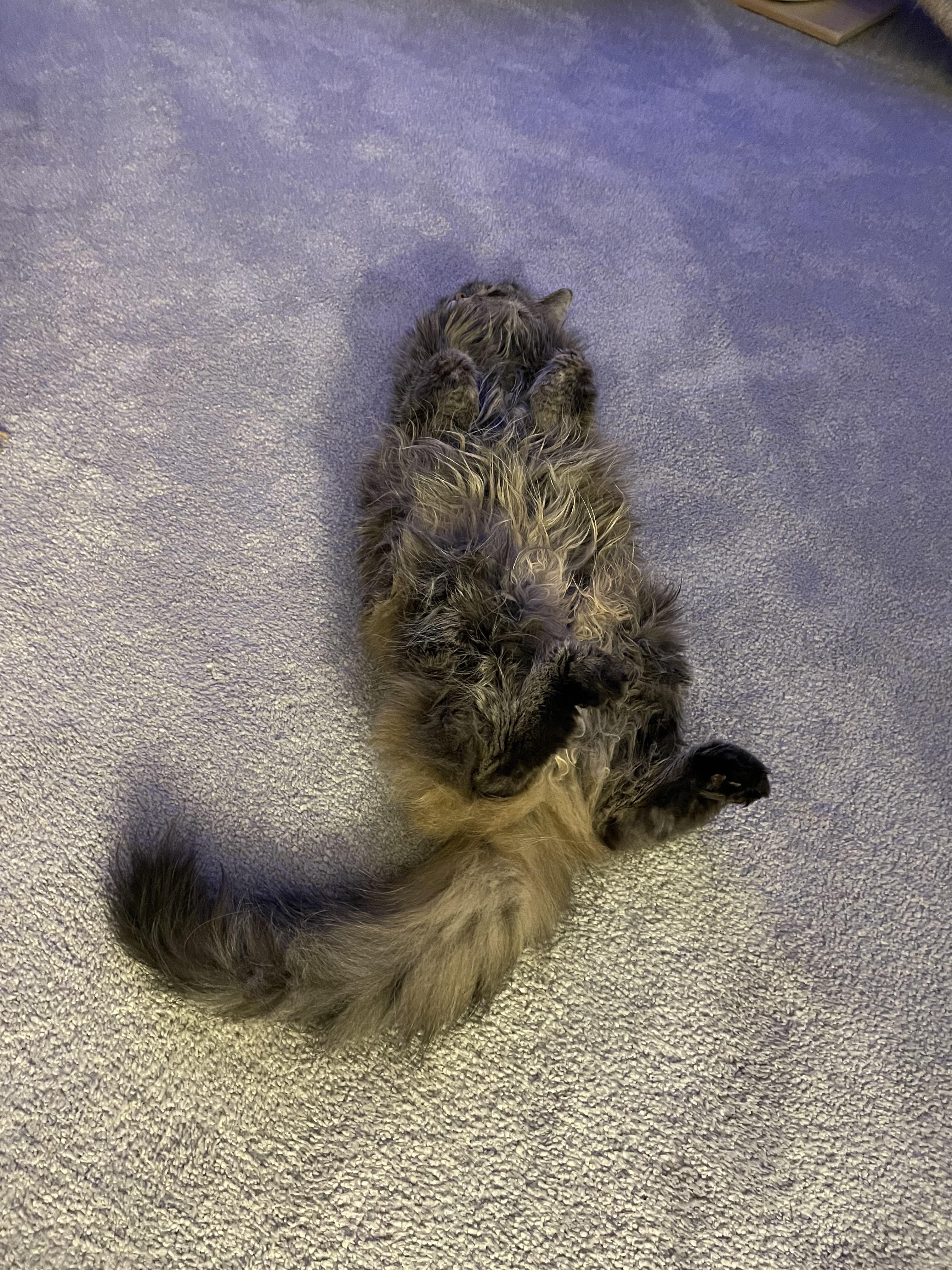 Enchanted feather duster?? | Scrolller