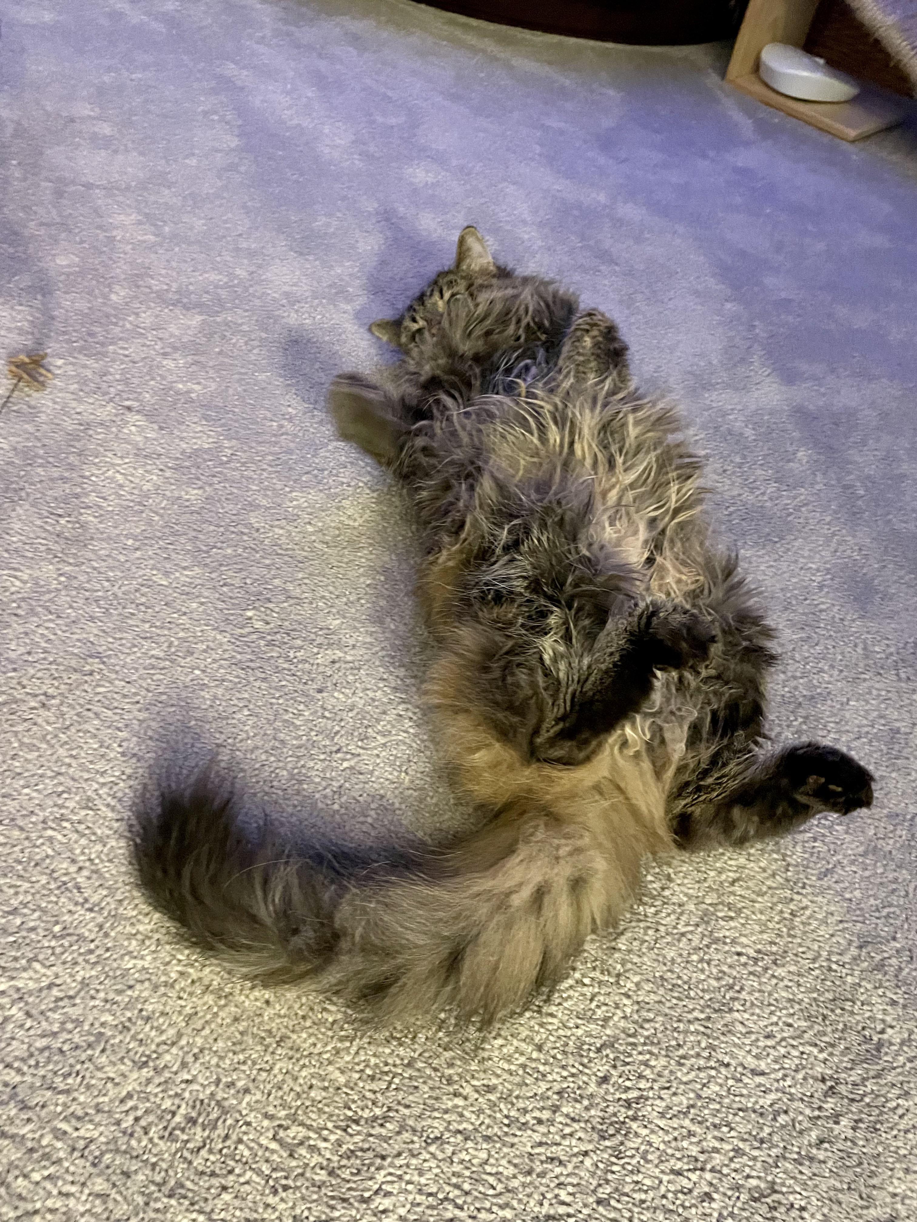 Enchanted feather duster?? | Scrolller