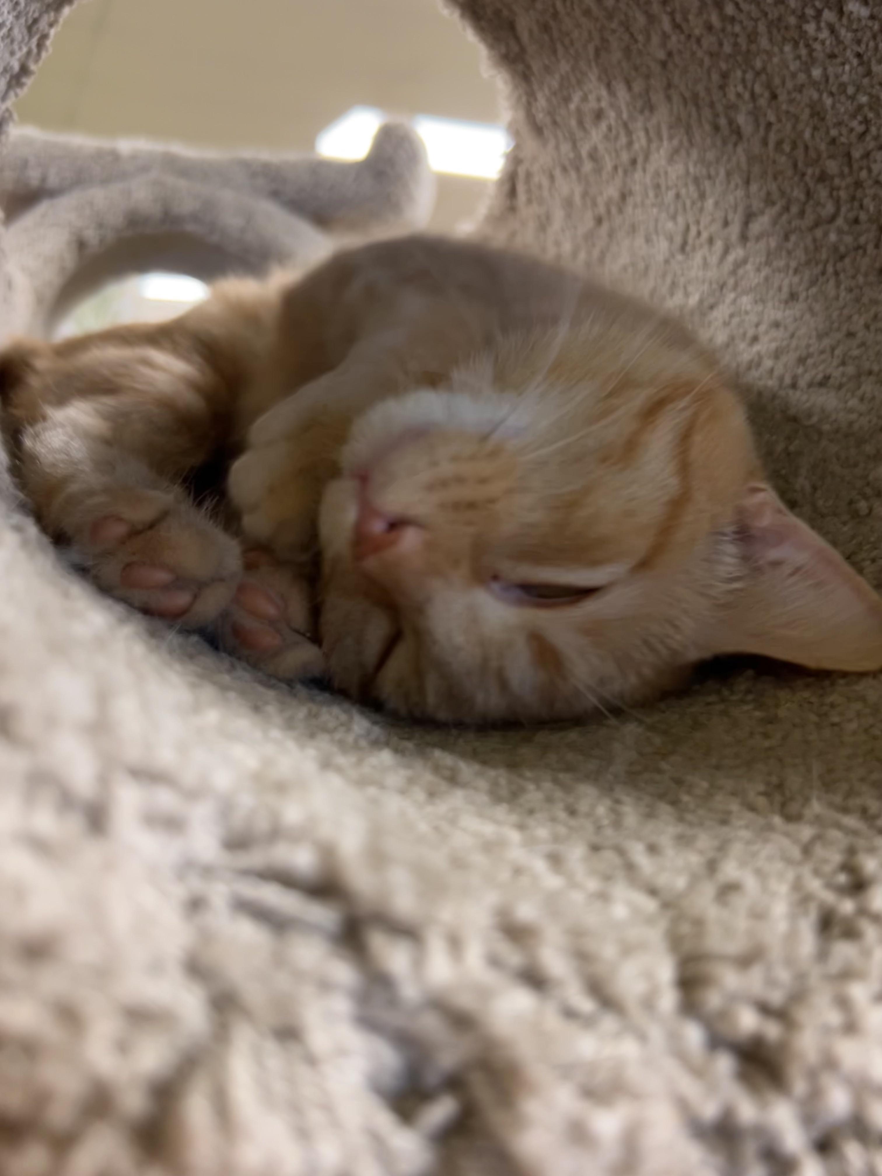 Some quality content from a recent cat cafe visit. | Scrolller