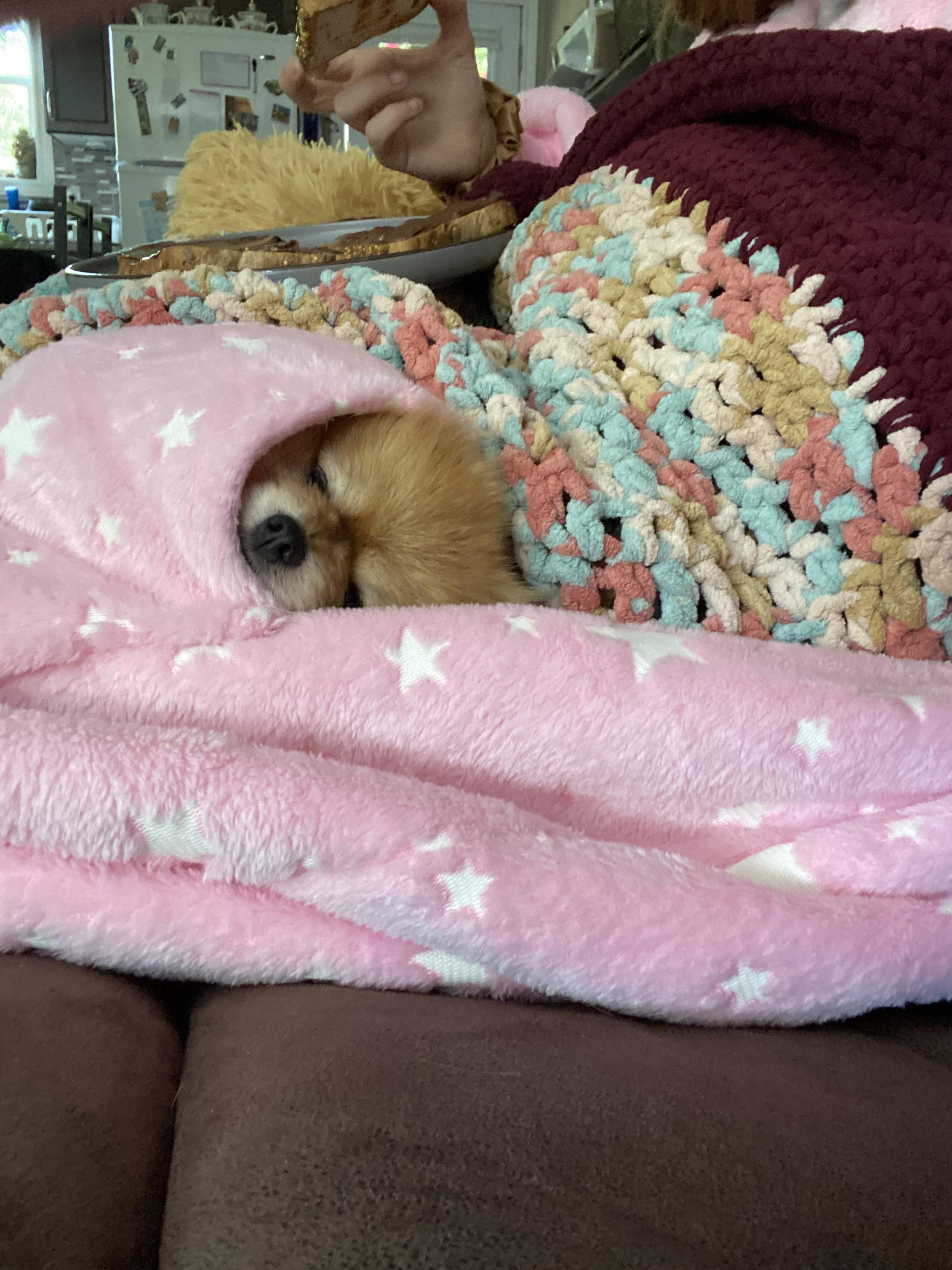 The perfect solution for a clingy pom | Scrolller