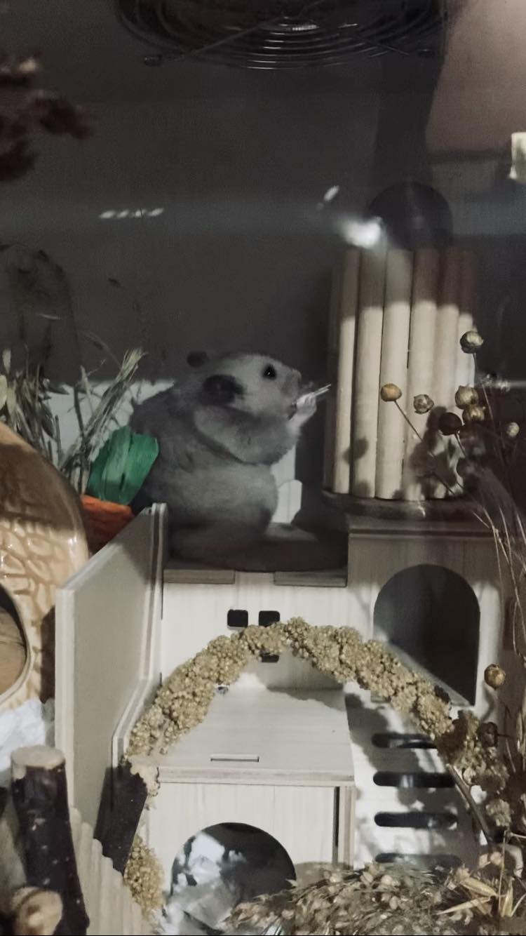 Enclosure and Taming my Syrian Hamster | Scrolller