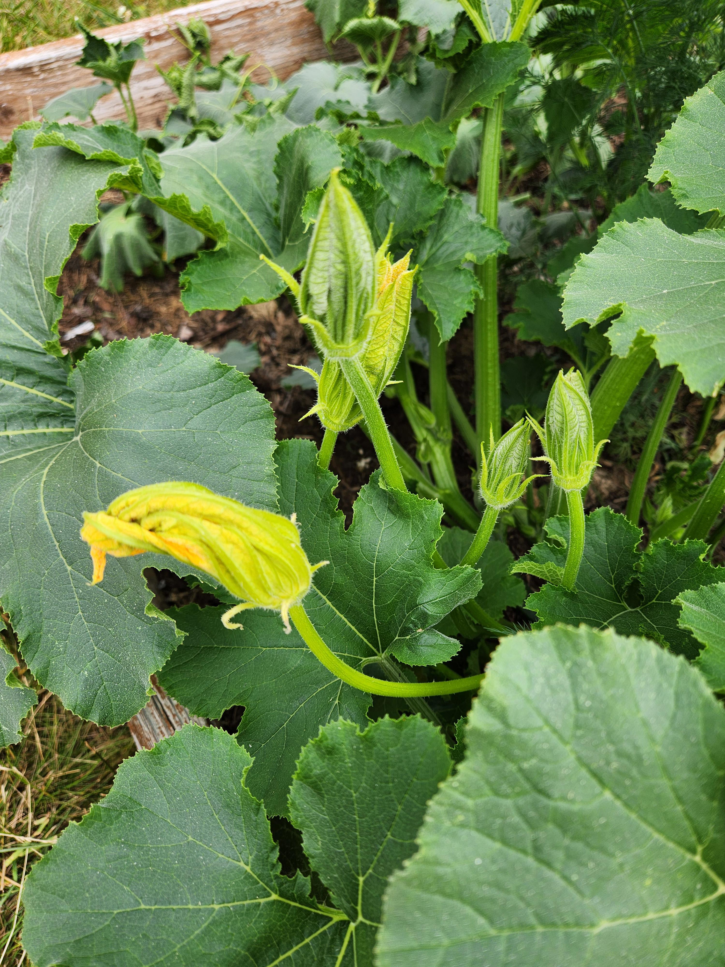 Cucumbers, What am I doing Wrong? | Scrolller