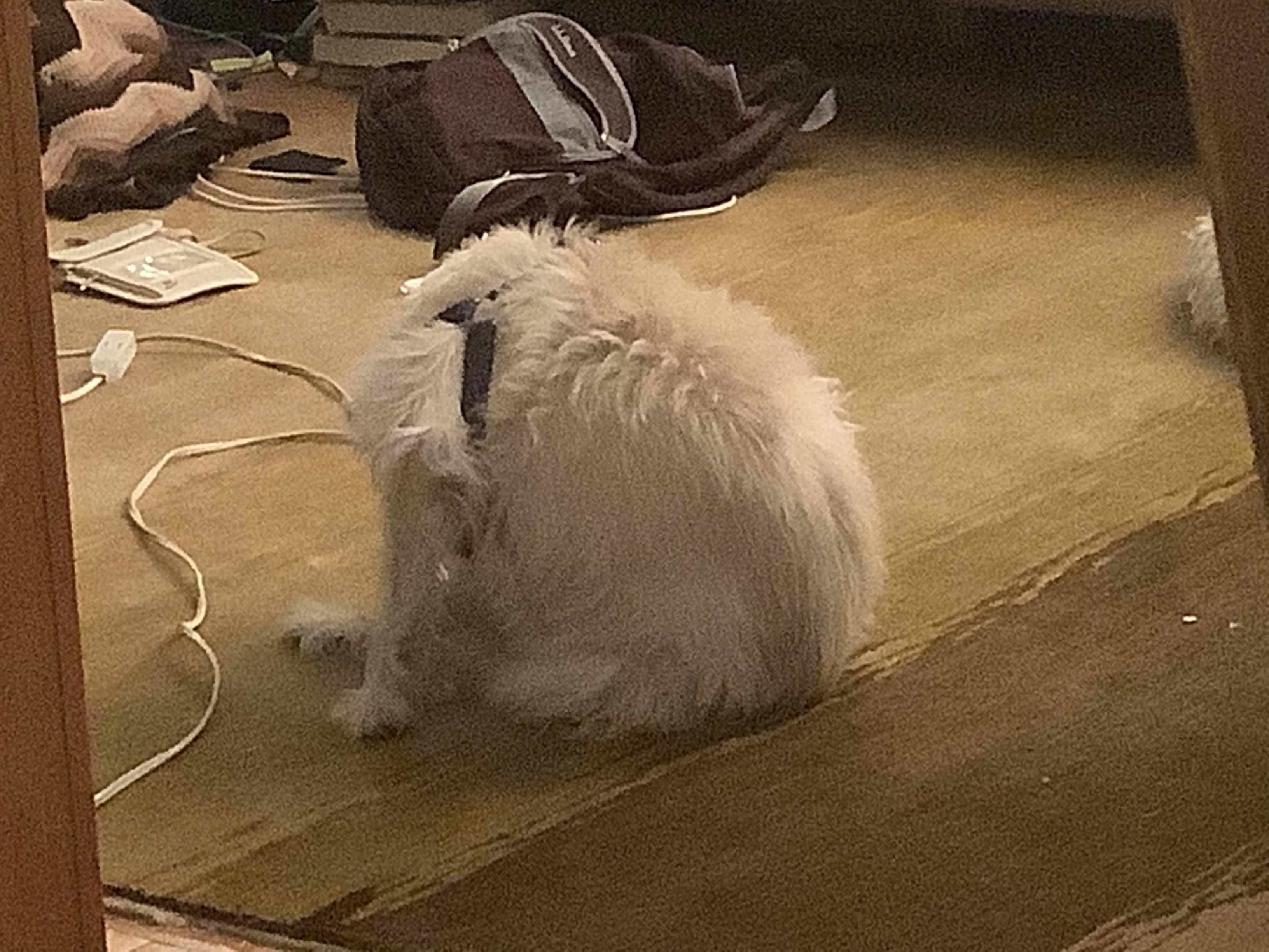 More pics of Sandy | Scrolller