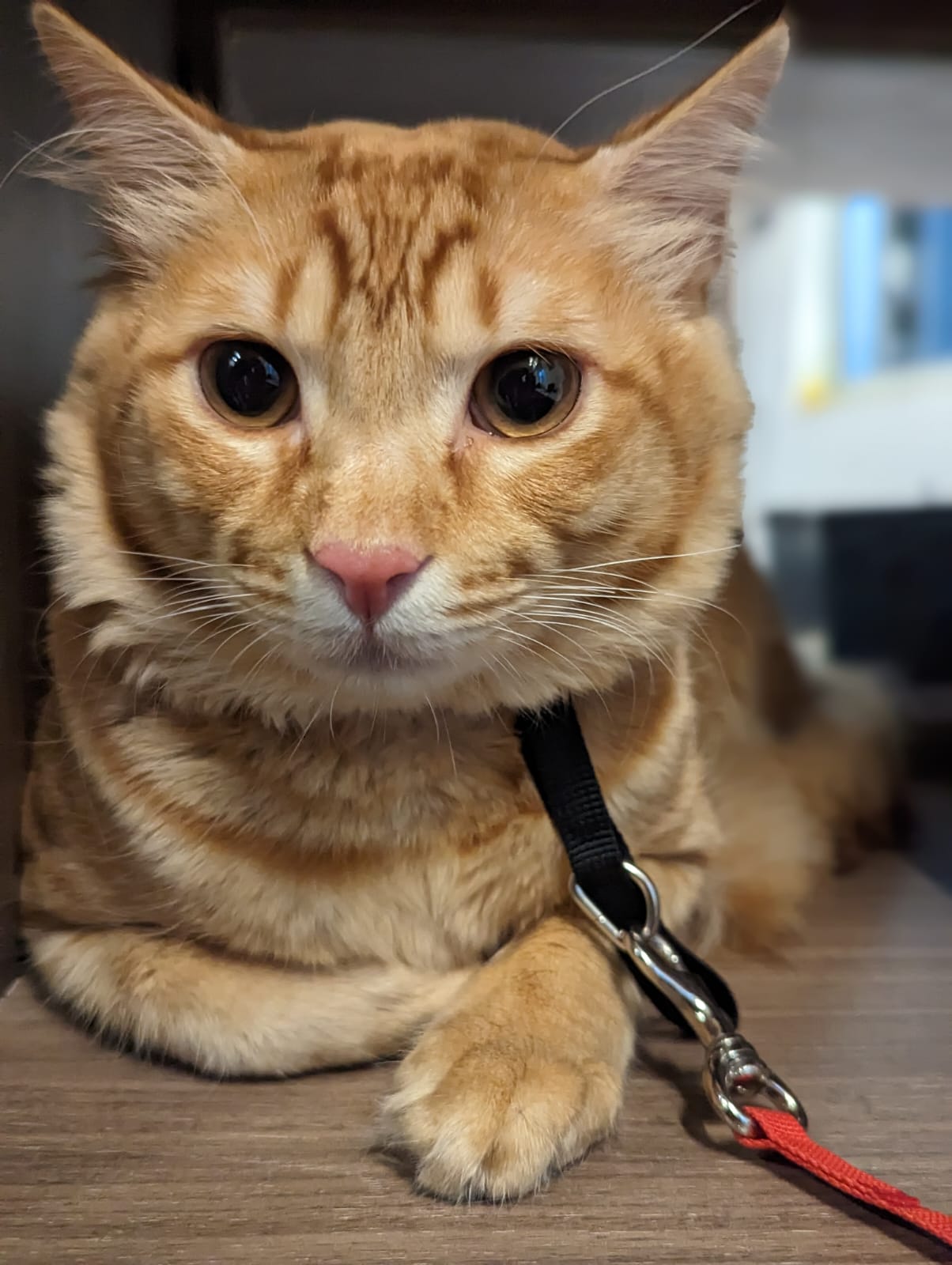 (OC) Meet Sushi | Scrolller