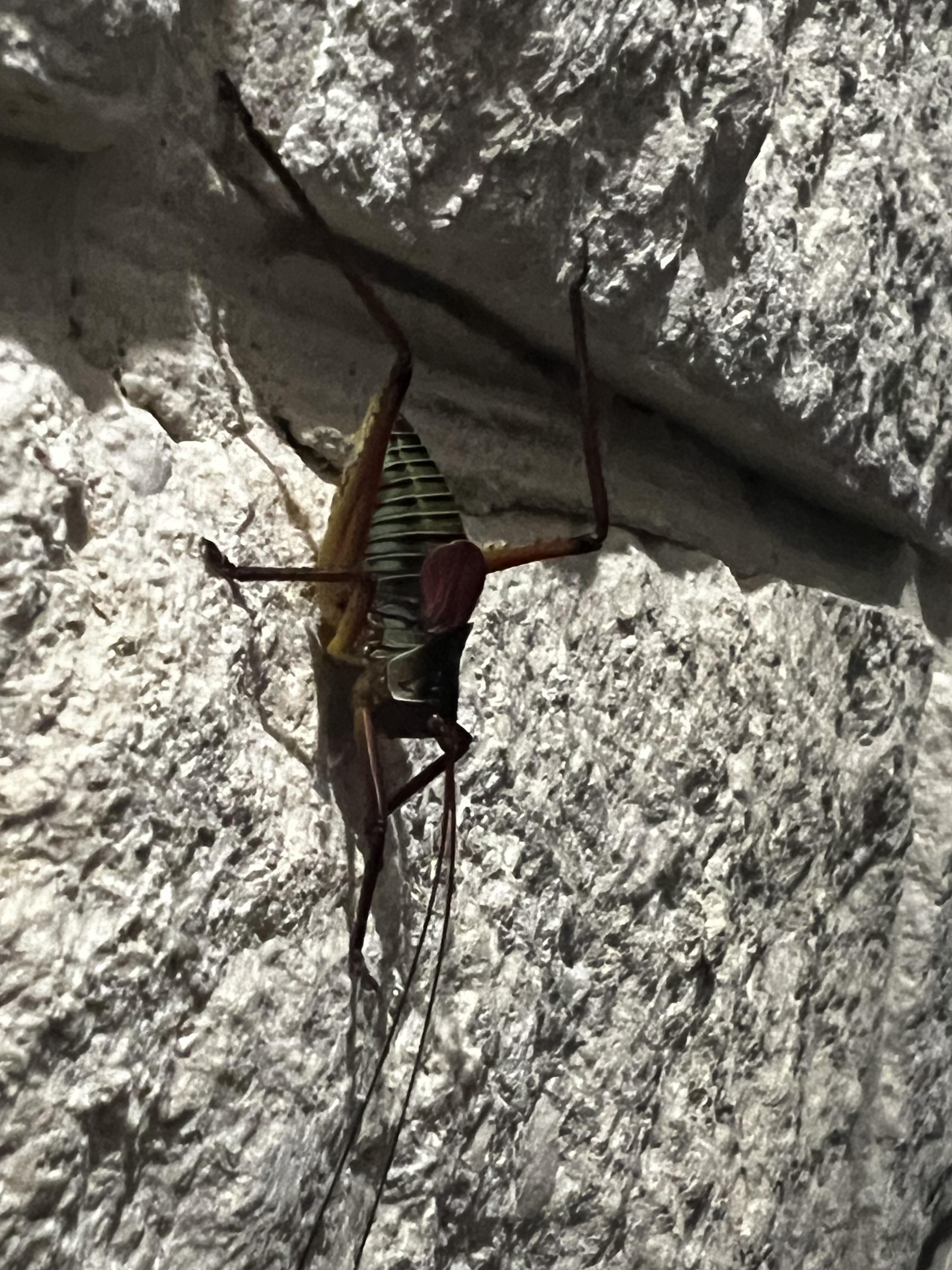 Insect ID | Scrolller