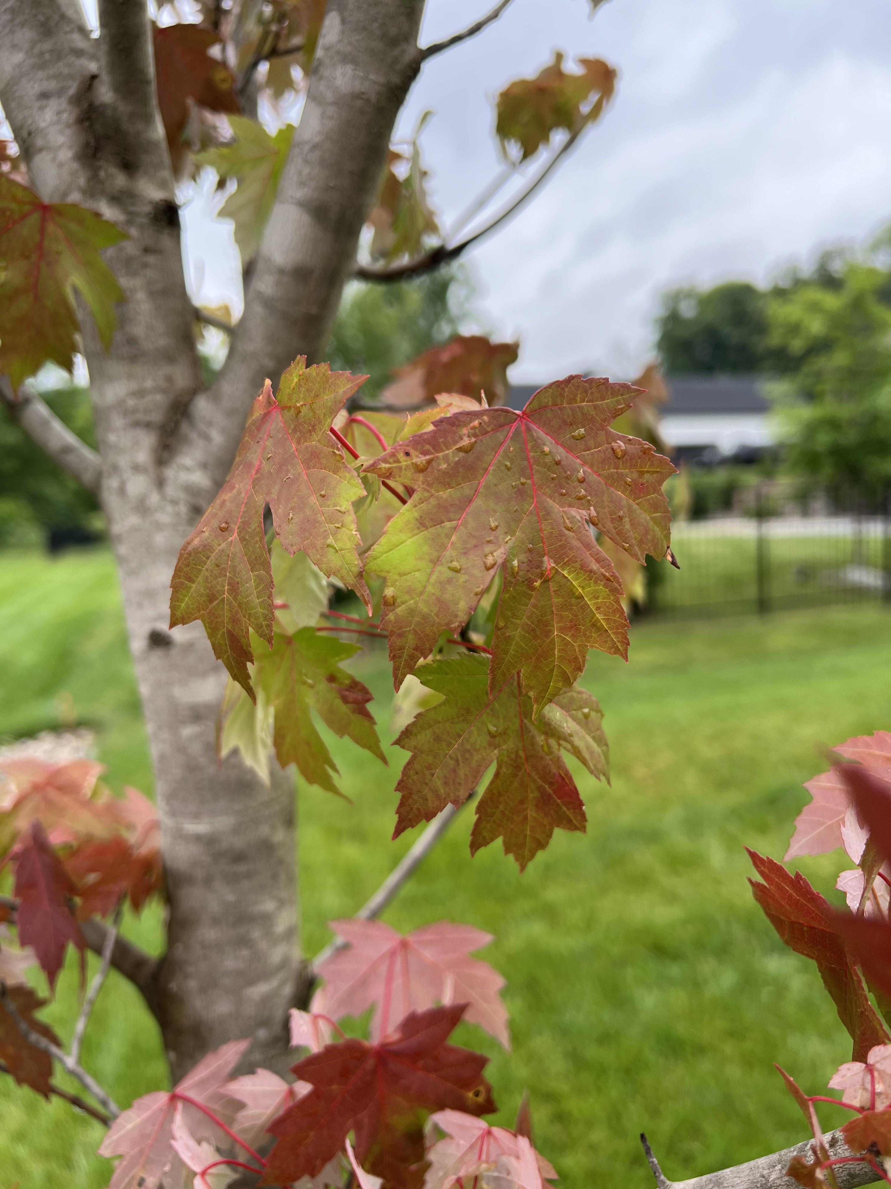Pretty sure these are red maple, but are they really? And why are they red in June? | Scrolller