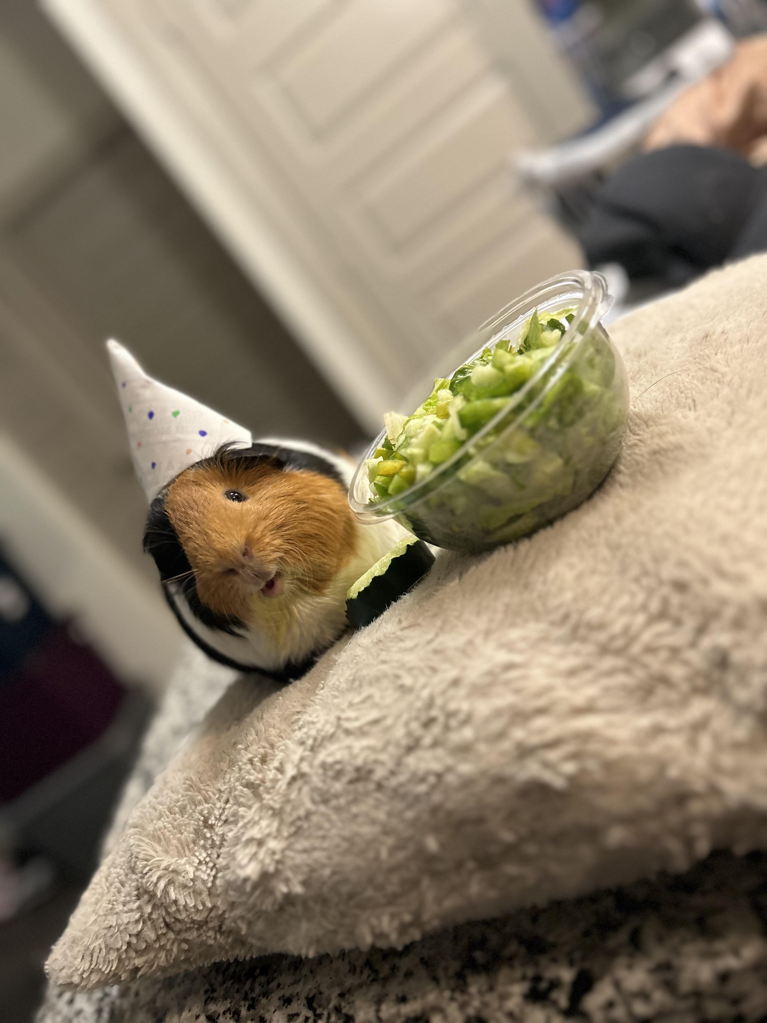 Happy gotcha day | Scrolller