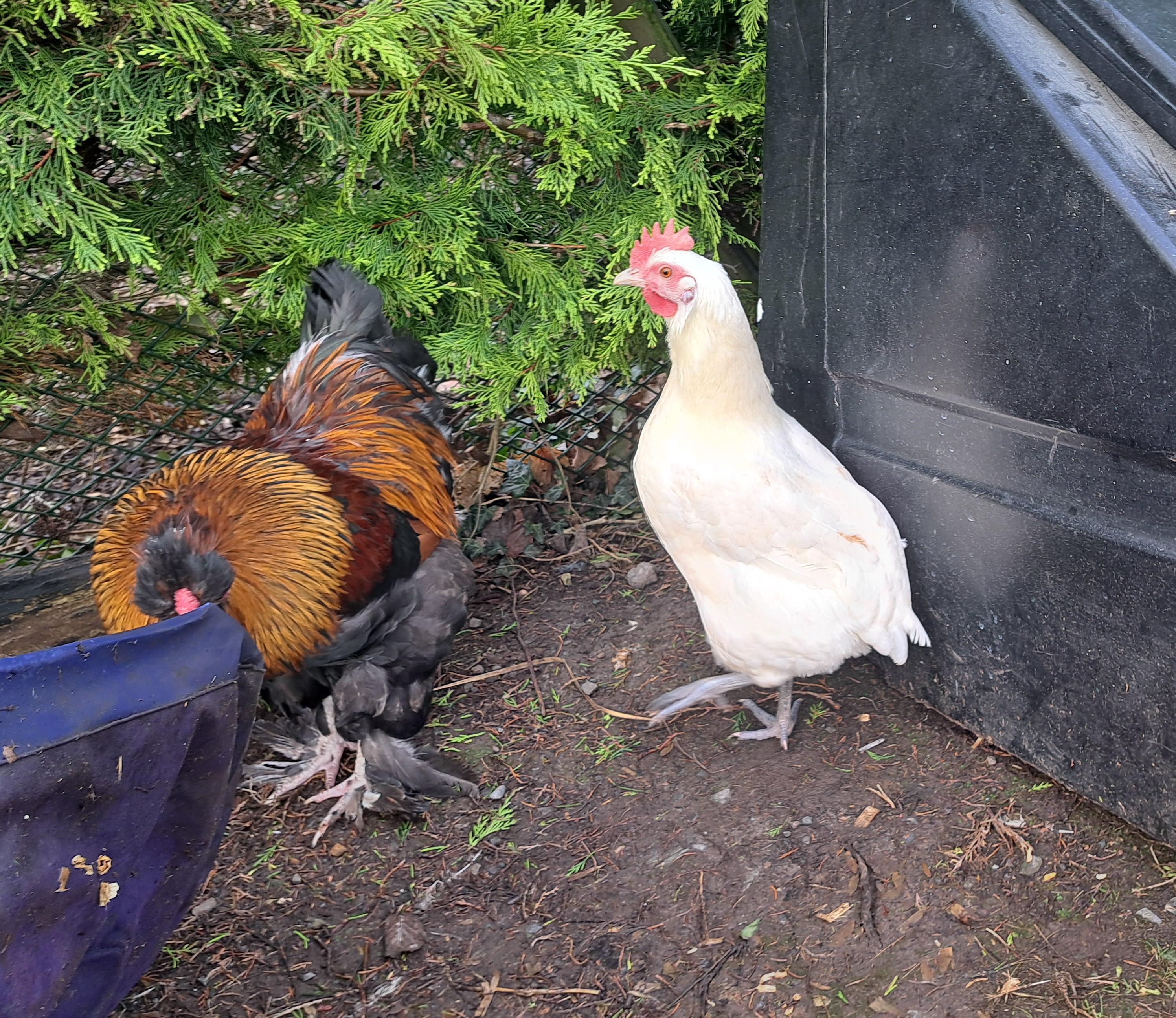 What would they're offspring hen look like? | Scrolller