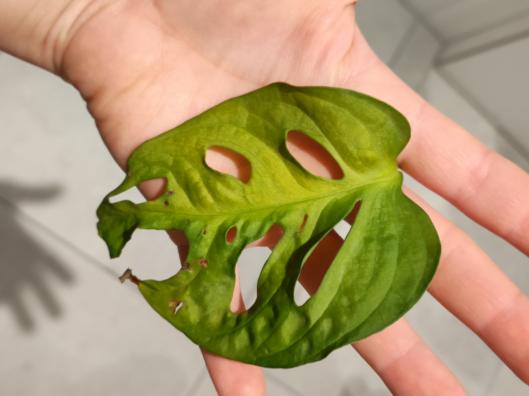 Yellowing leaves on monkey leaf - I this normal? | Scrolller