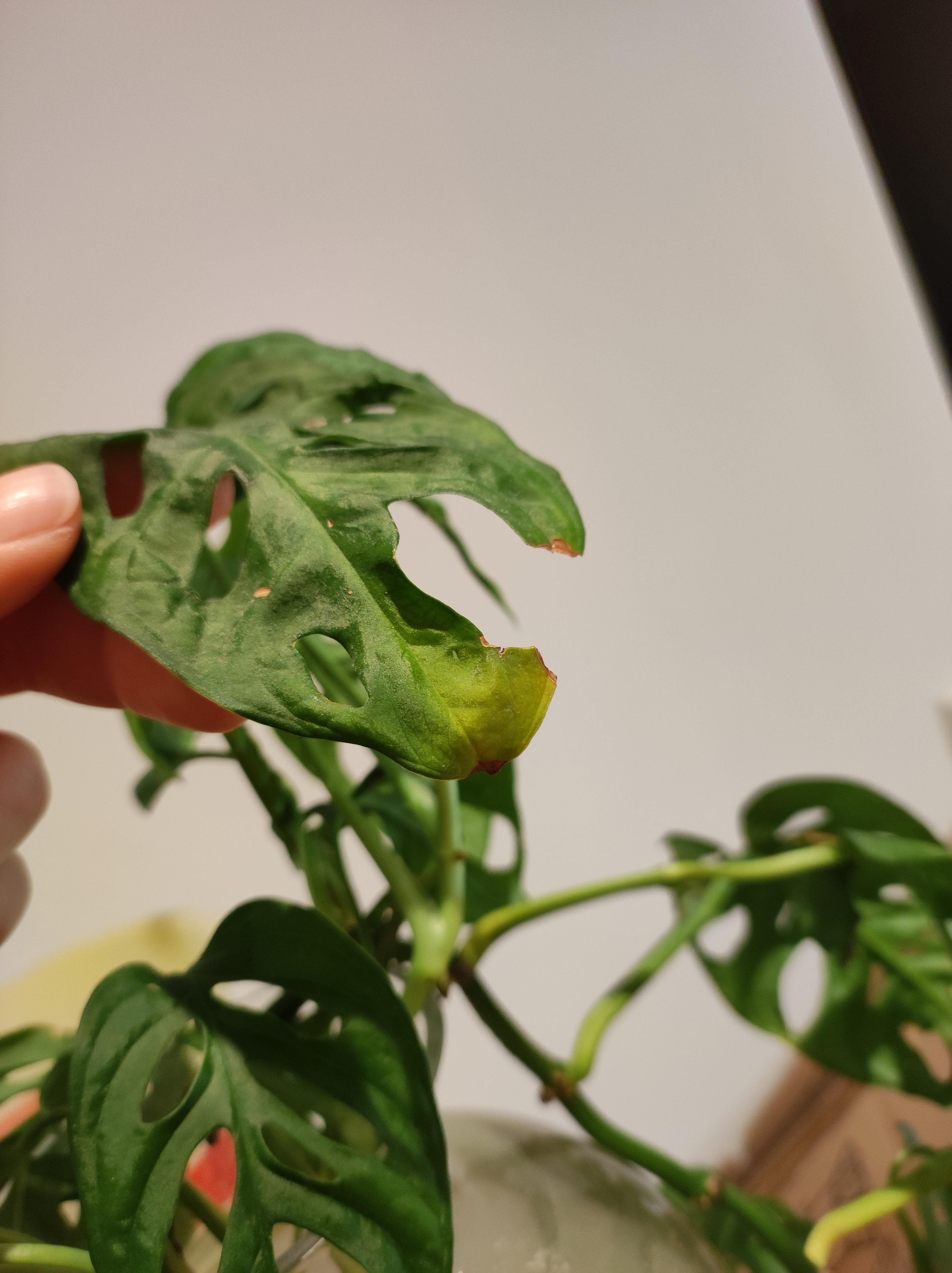 Yellowing leaves on monkey leaf - I this normal? | Scrolller