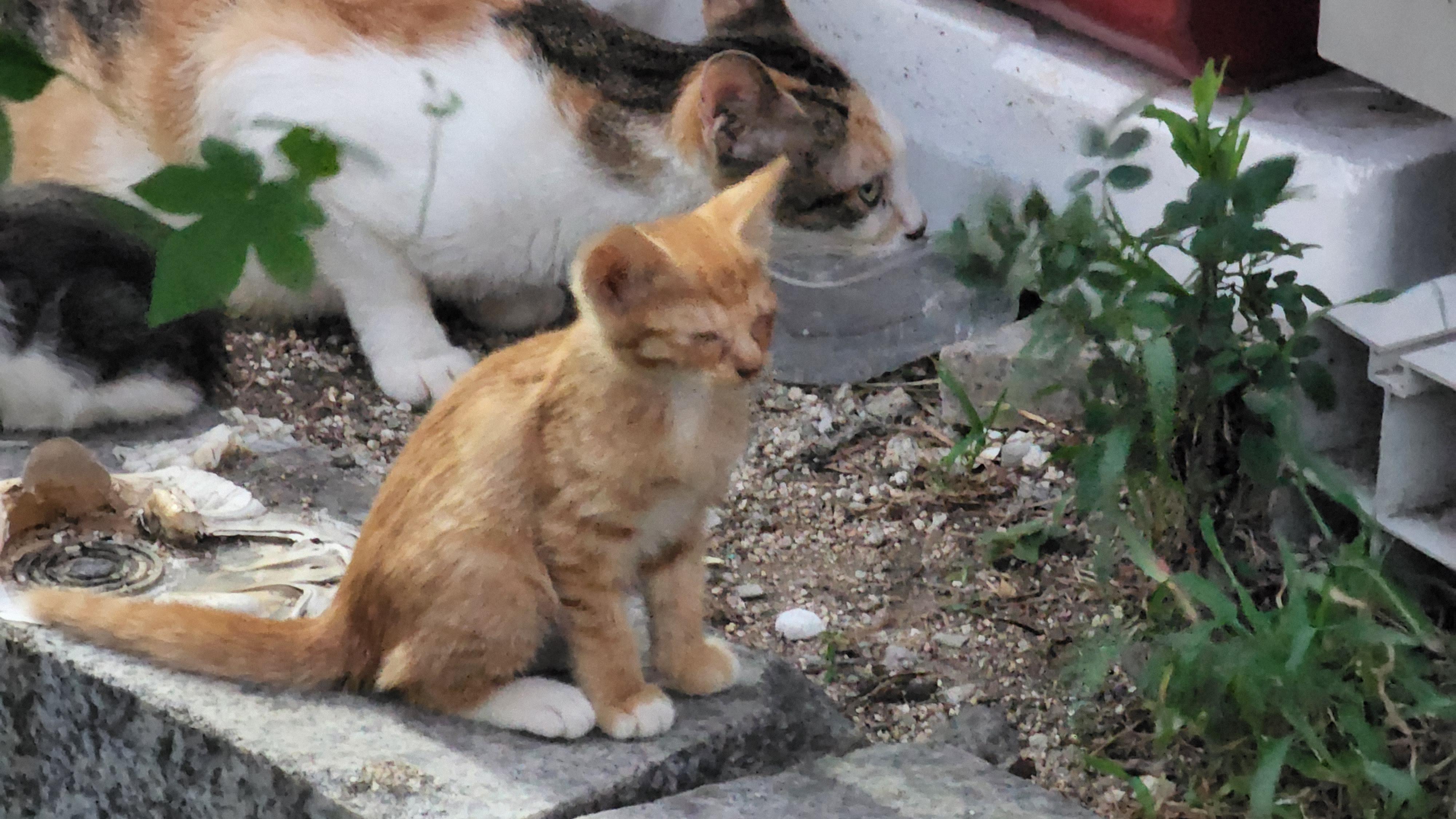[OC] Stray kittens & cat mom cooling down in front of air conditioner | Scrolller