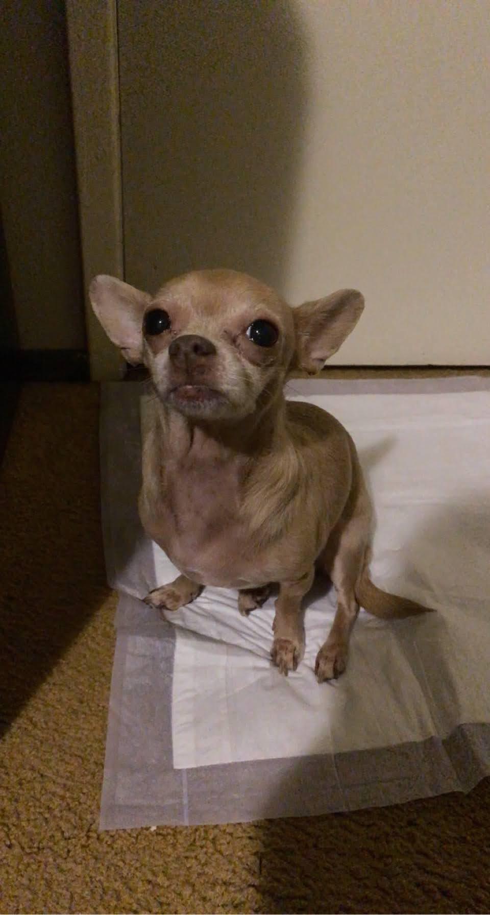 What’s your favorite photo of your chi? | Scrolller