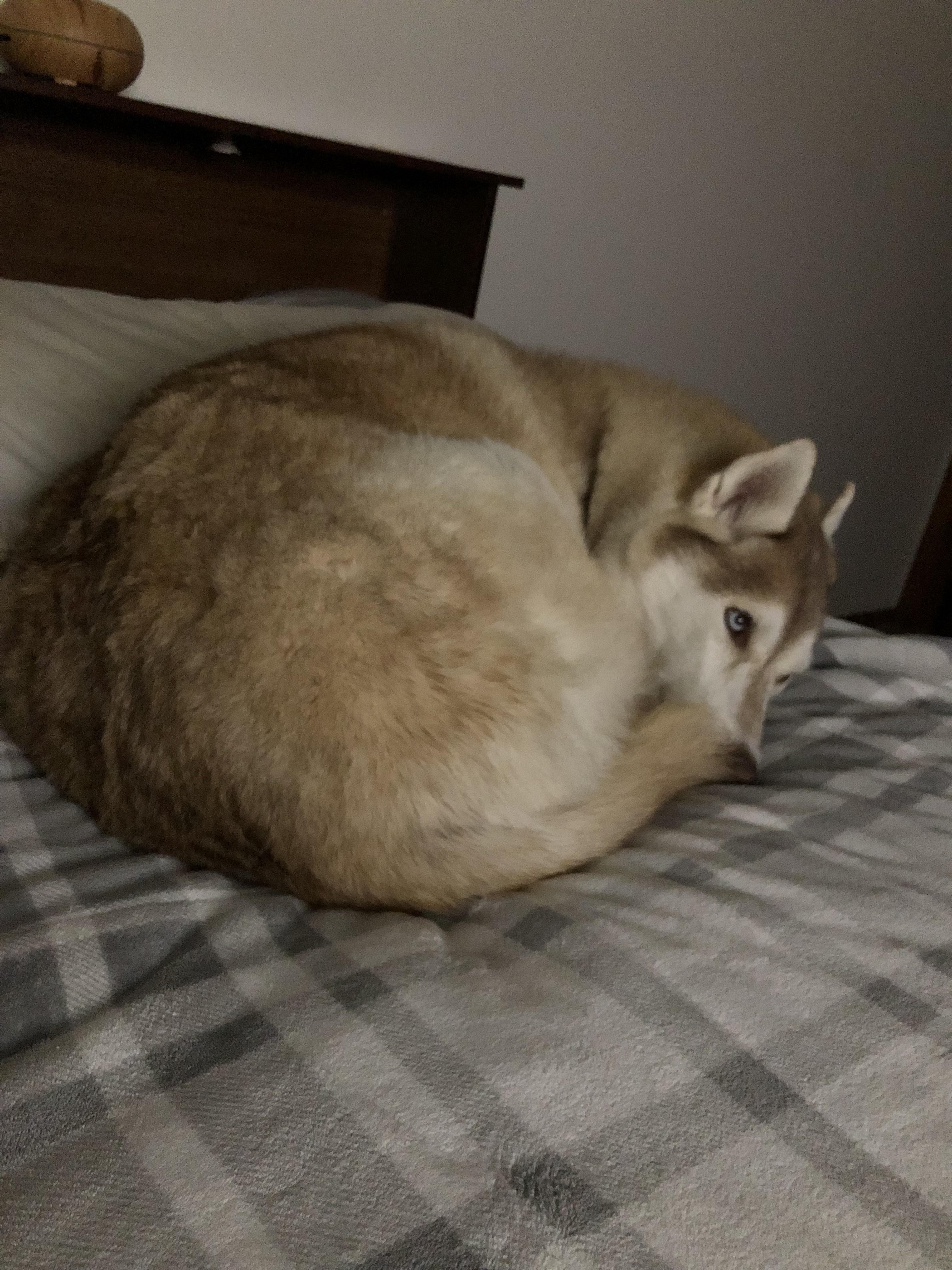 Discover more like Husky: My cinnamon roll and Related Content | Scrolller