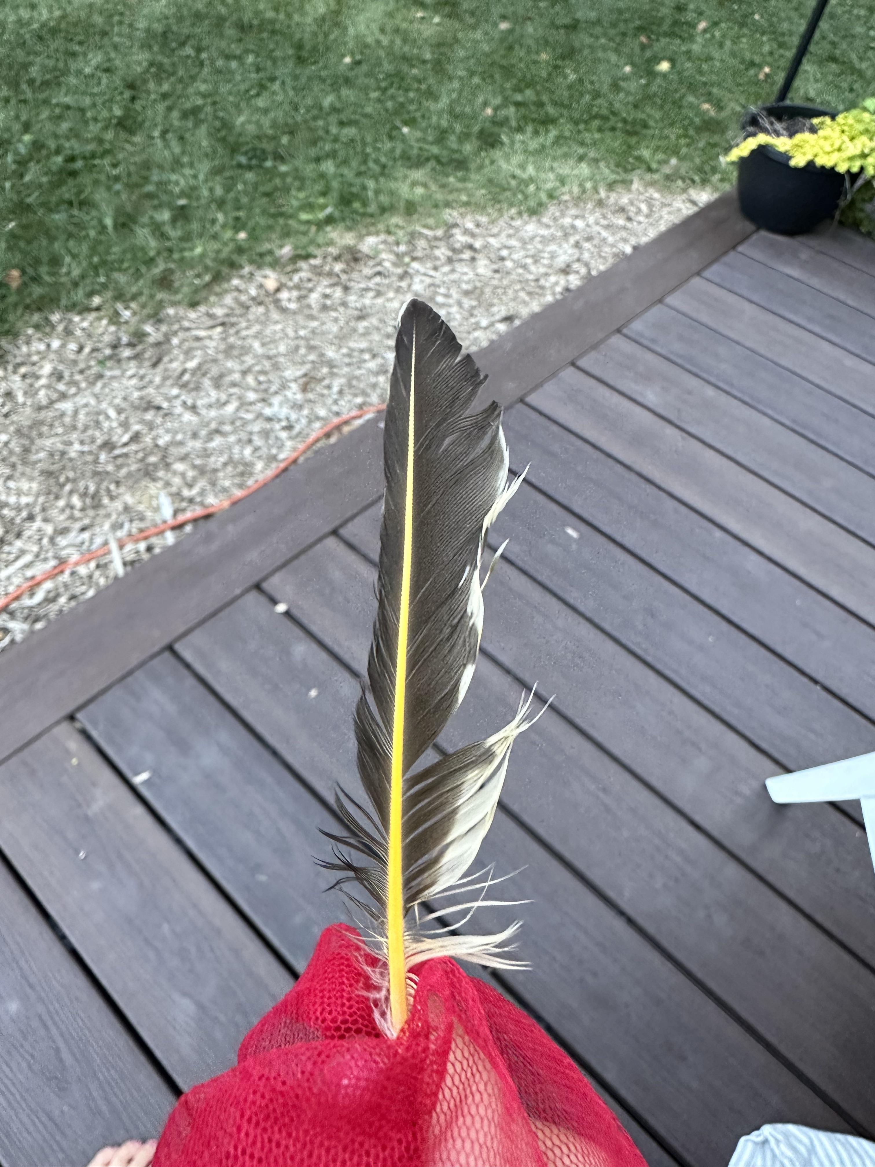 Feather ID? | Scrolller
