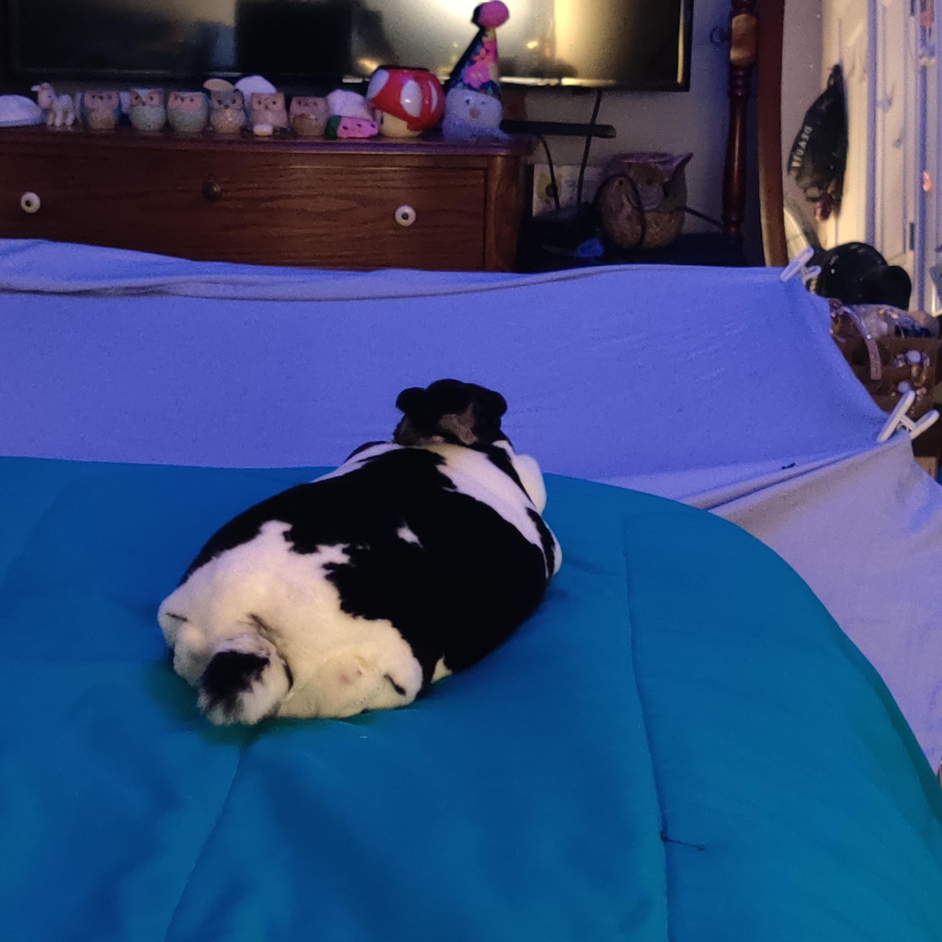 My Marley Loves Mama | Scrolller