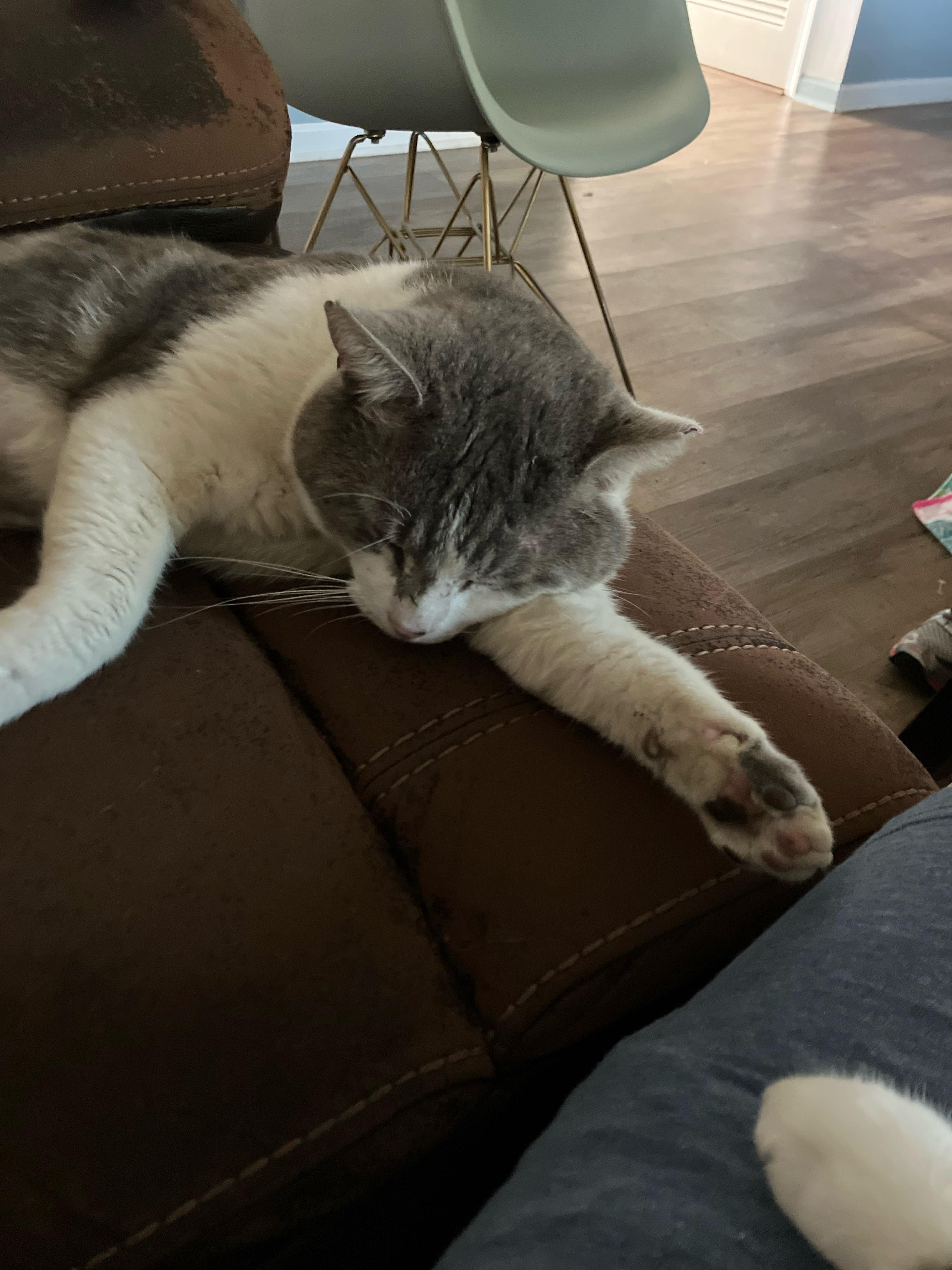 My kitties | Scrolller