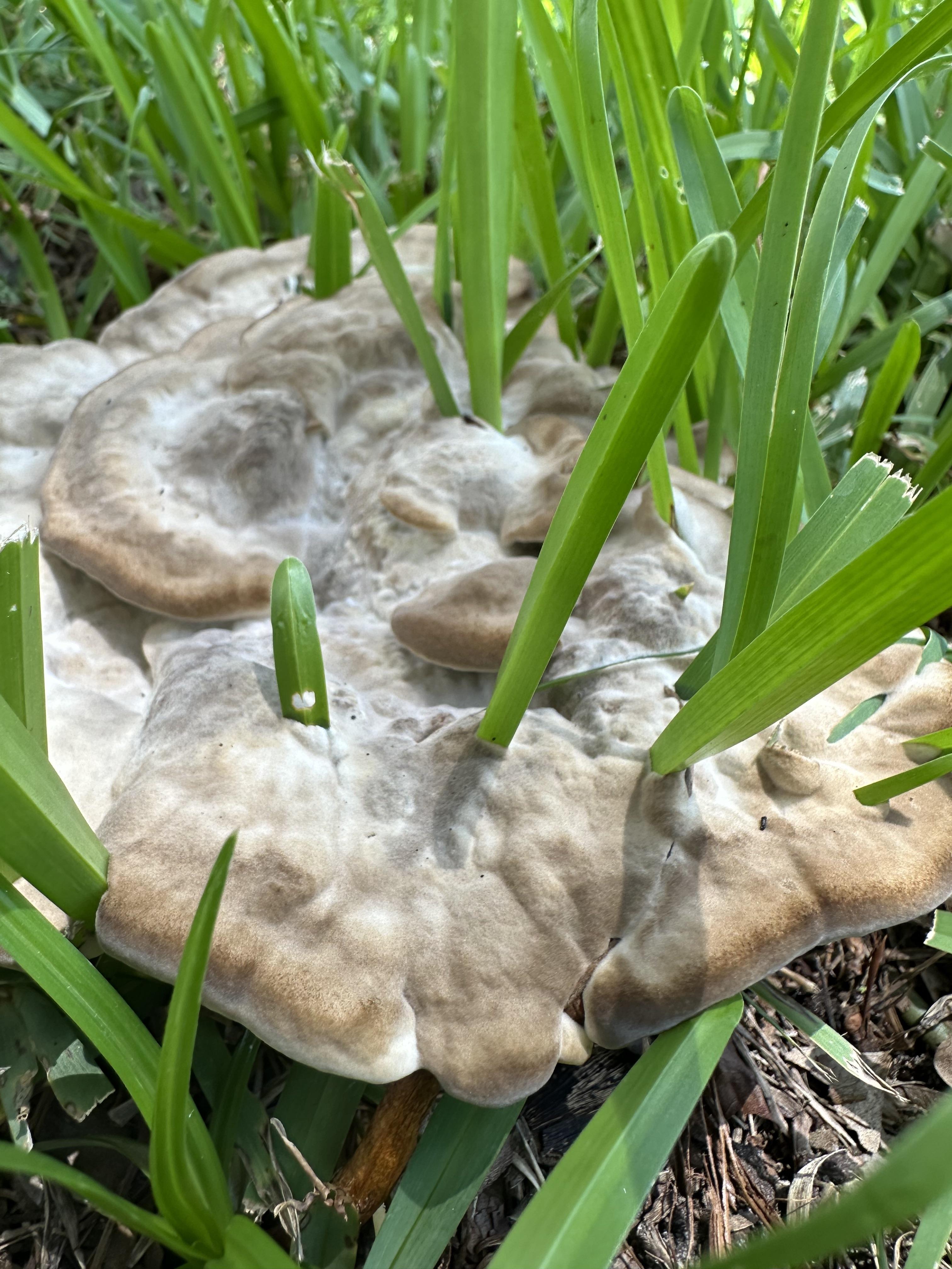 Miami, Florida | Scrolller