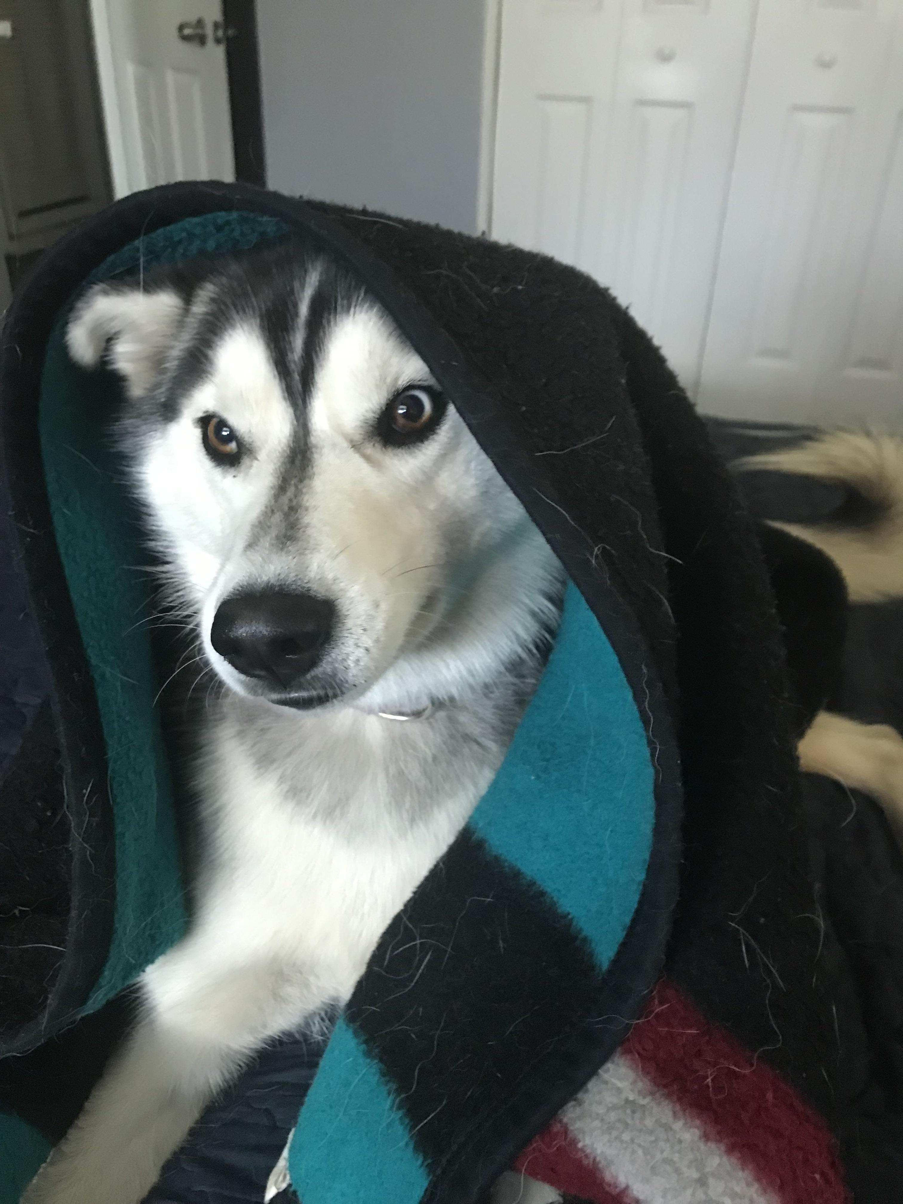 Sith Lord Lacey | Scrolller