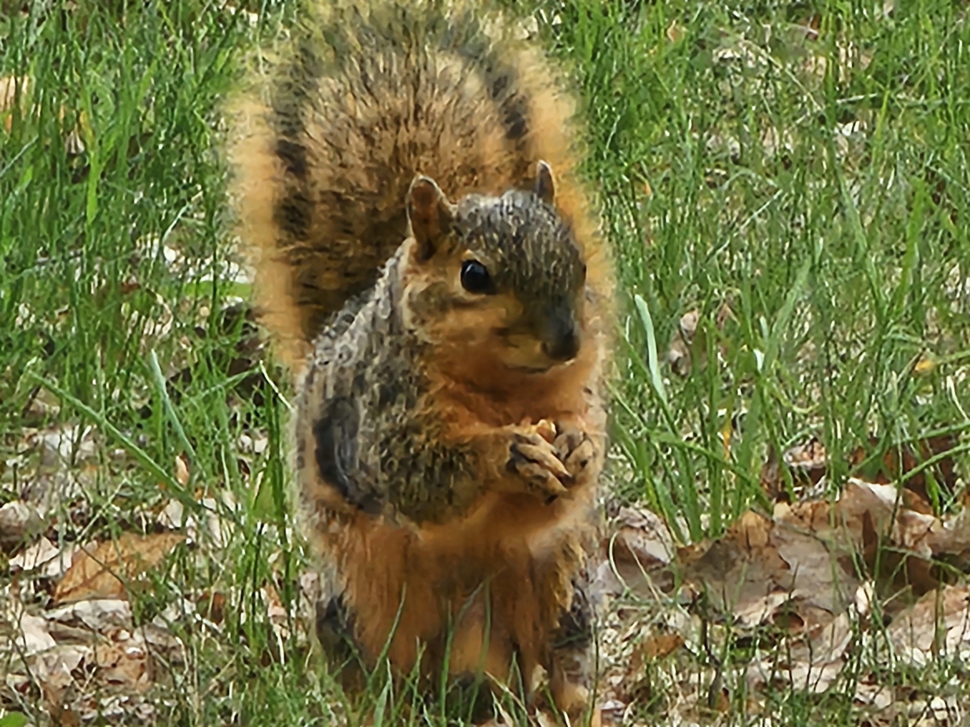 Been watching this squirrelly guy with a weird tail | Scrolller