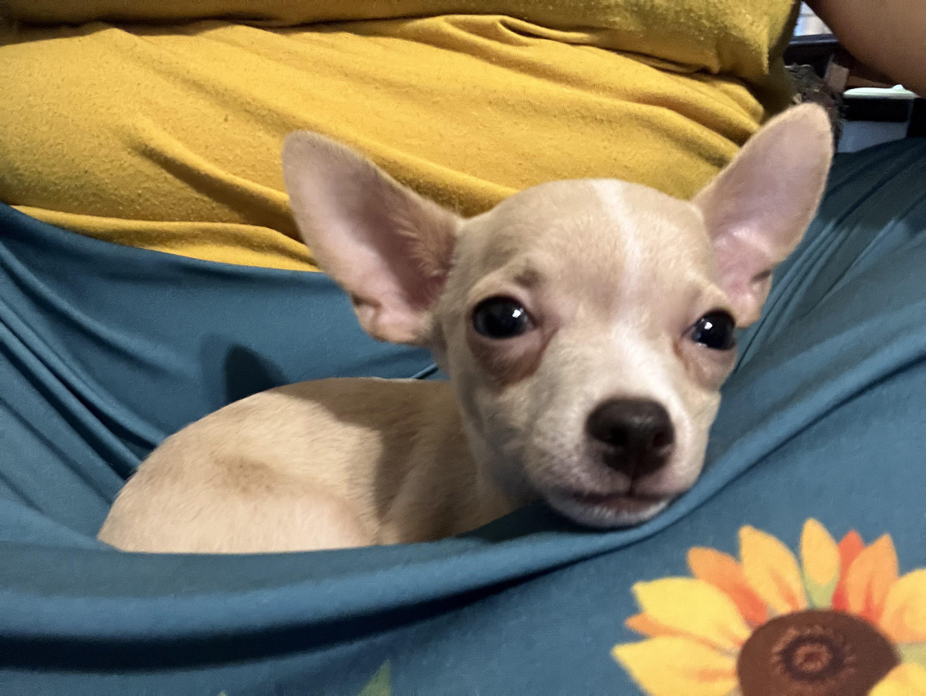 Welcoming Enkidu to the family! | Scrolller