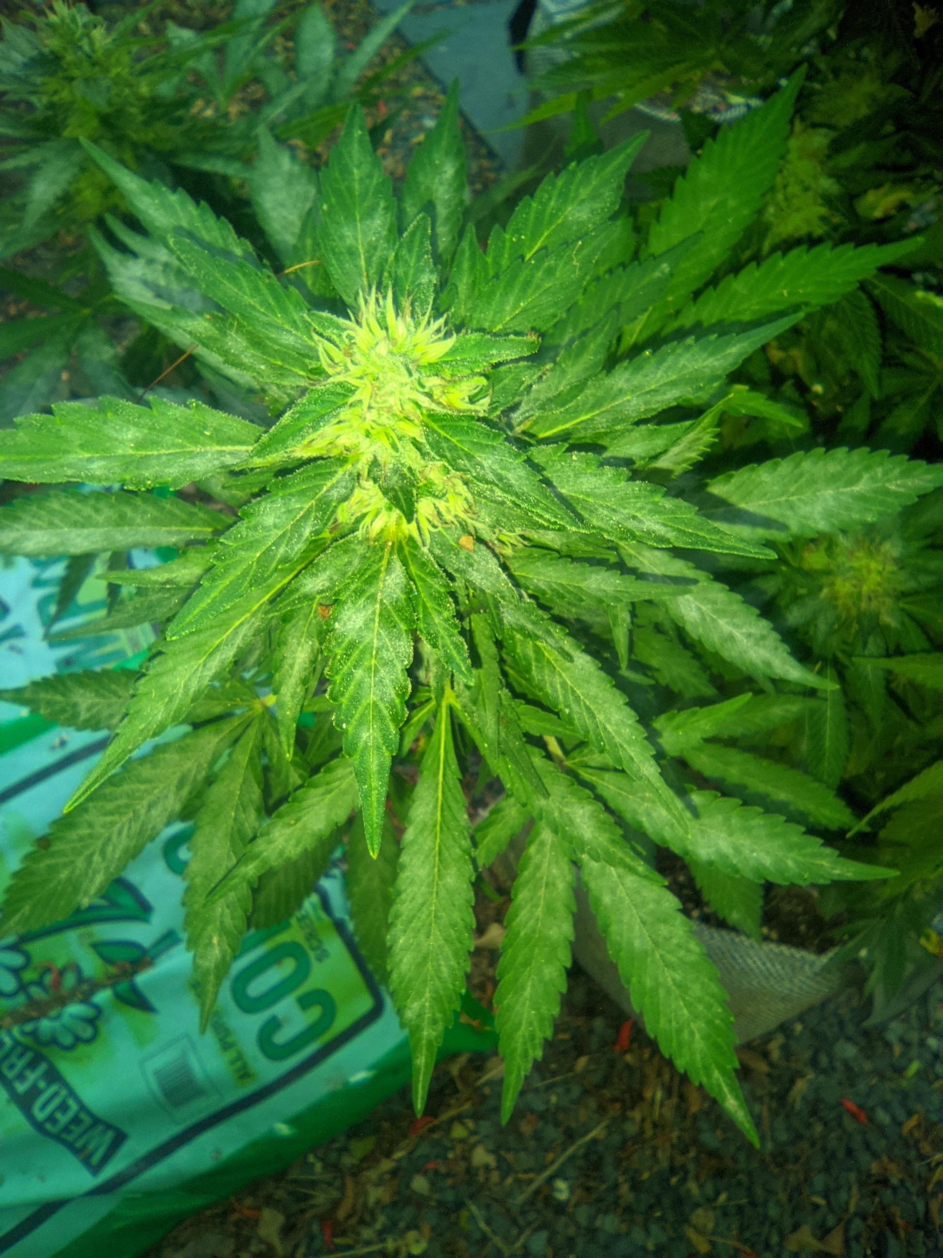 Powdery Mildew? | Scrolller