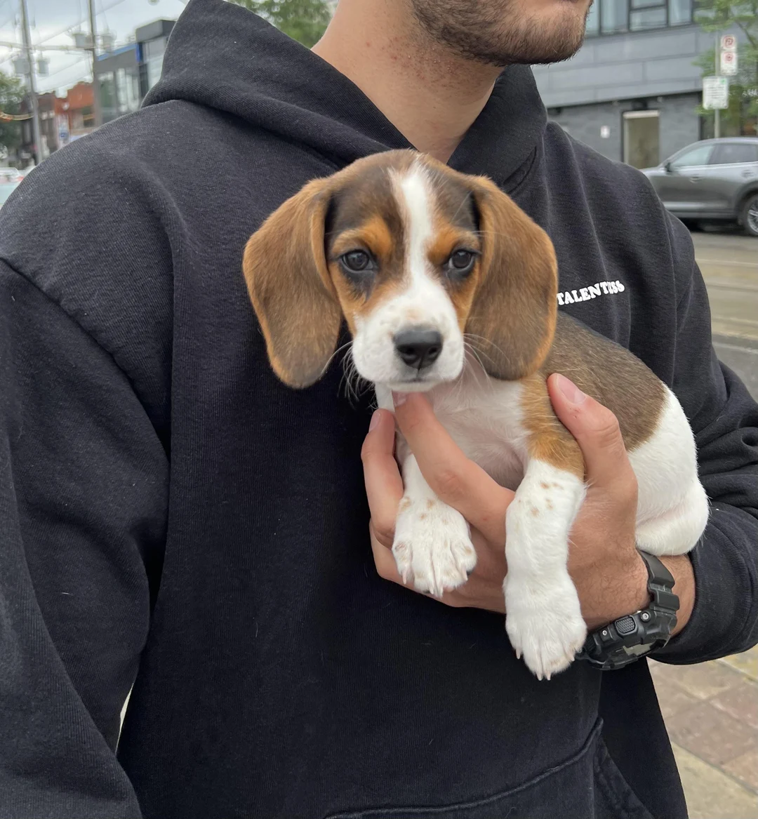 Discover more like Cute: pocket beagle and Related Content | Scrolller