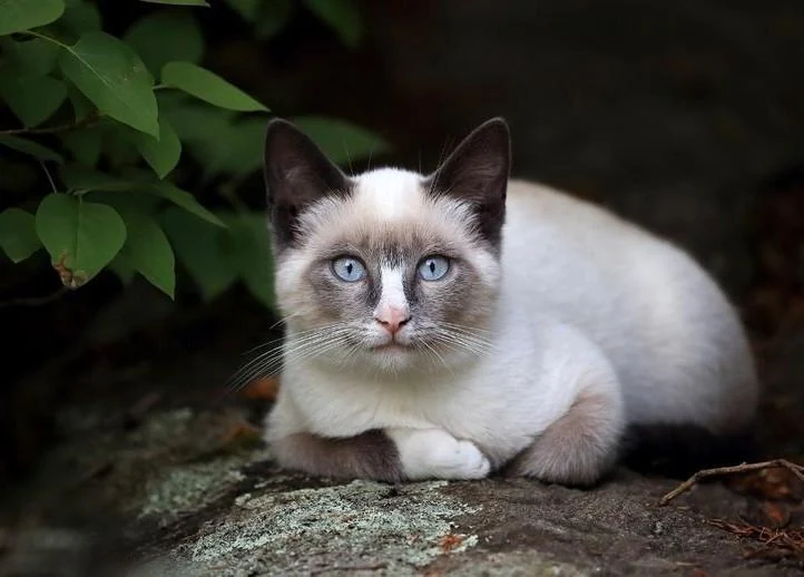This Cute Snowshoe Siamese Cat 🐱 | Scrolller